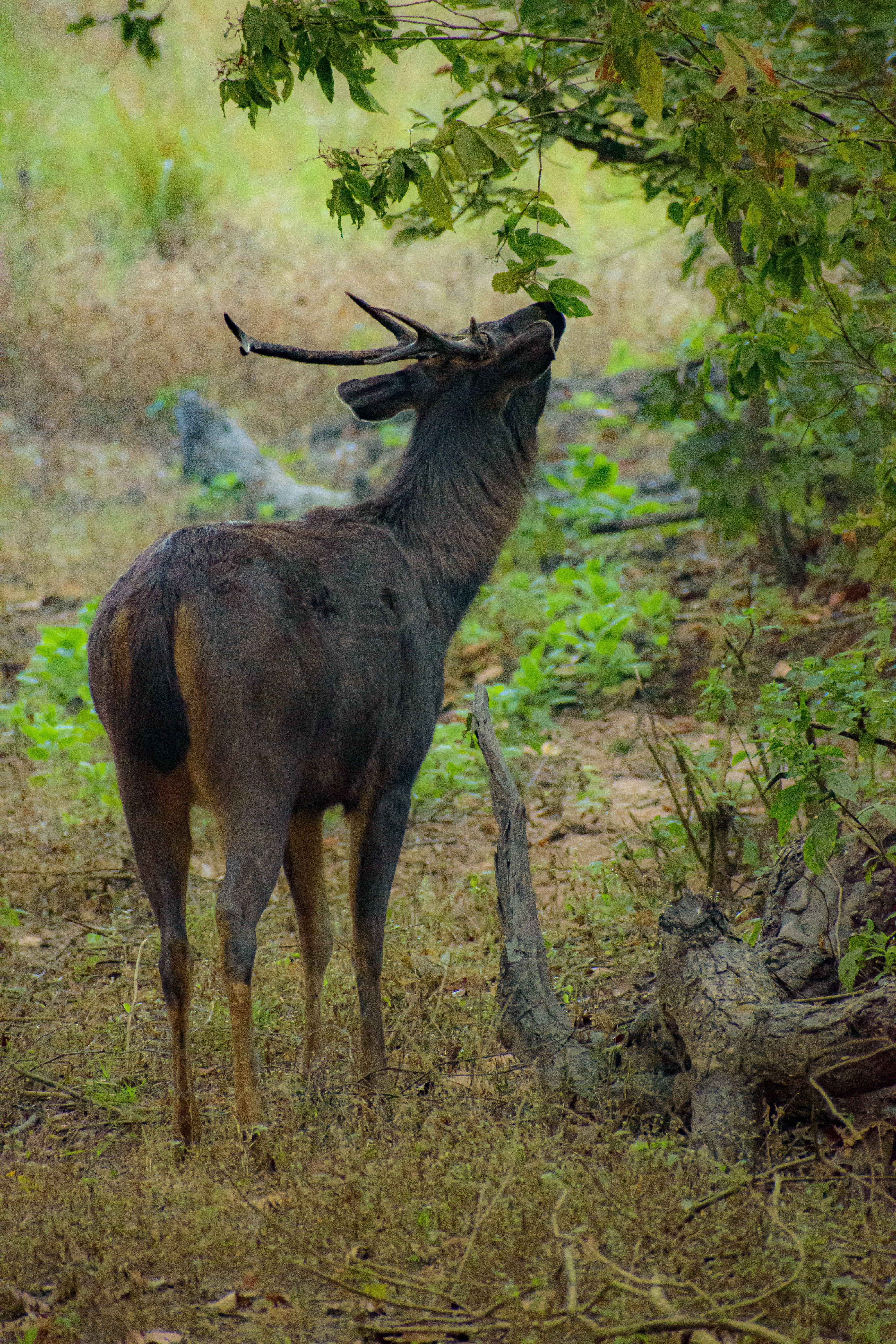 Deer Looking Backwards · Free Stock Photo