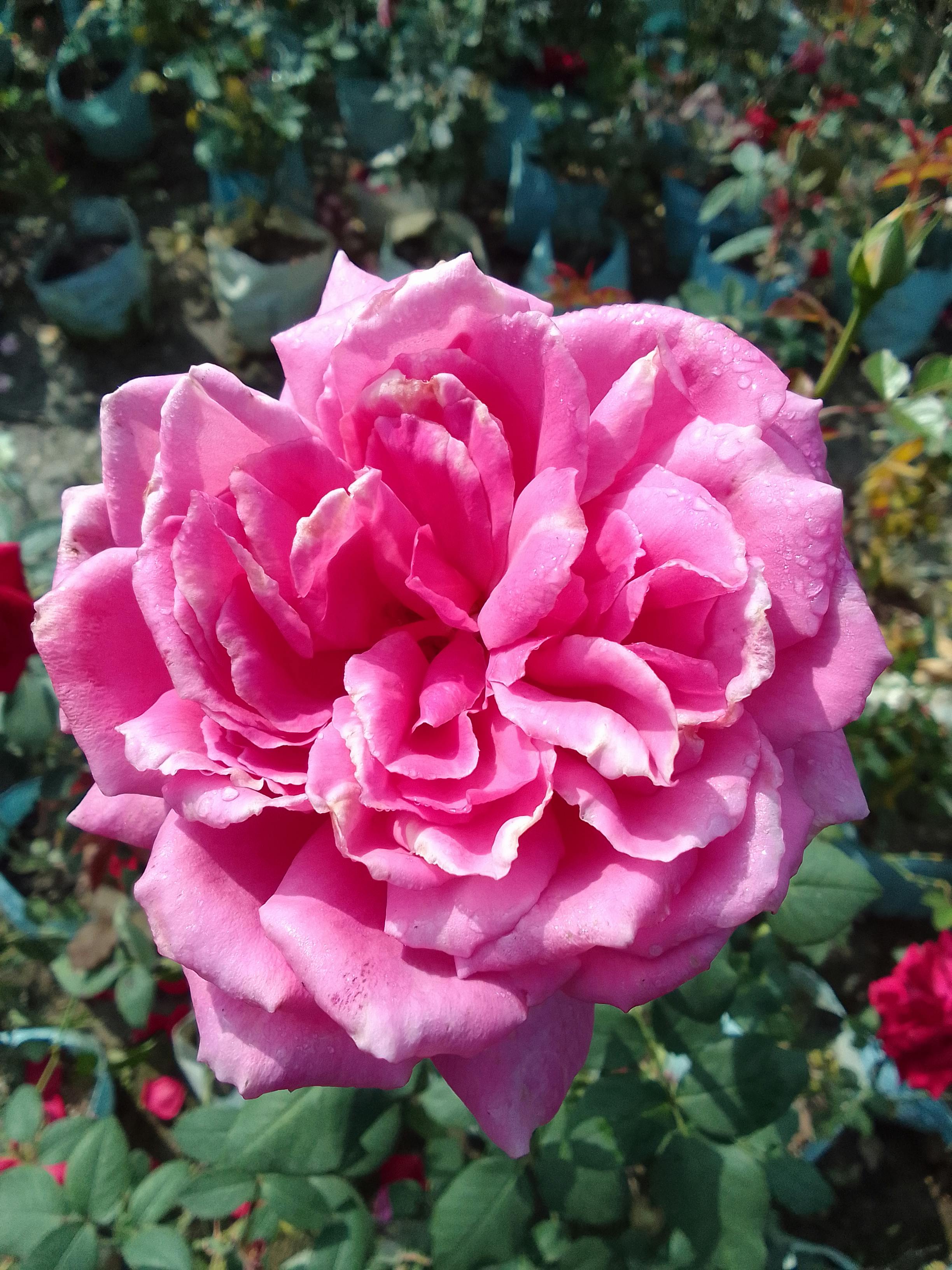 Picture Of St Lucia National Flower | Best Flower Site