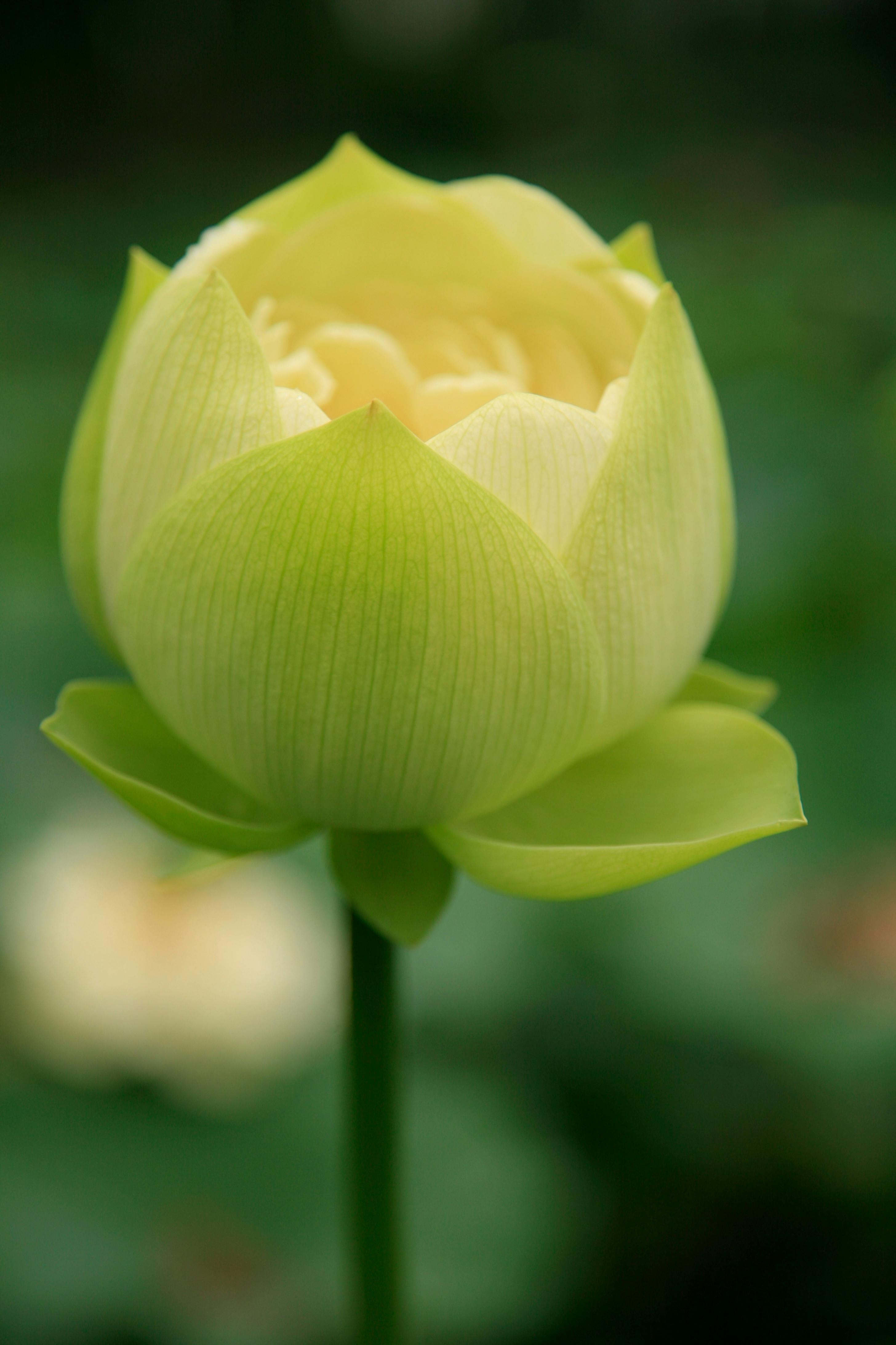Budding Lotus in Close Up · Free Stock Photo