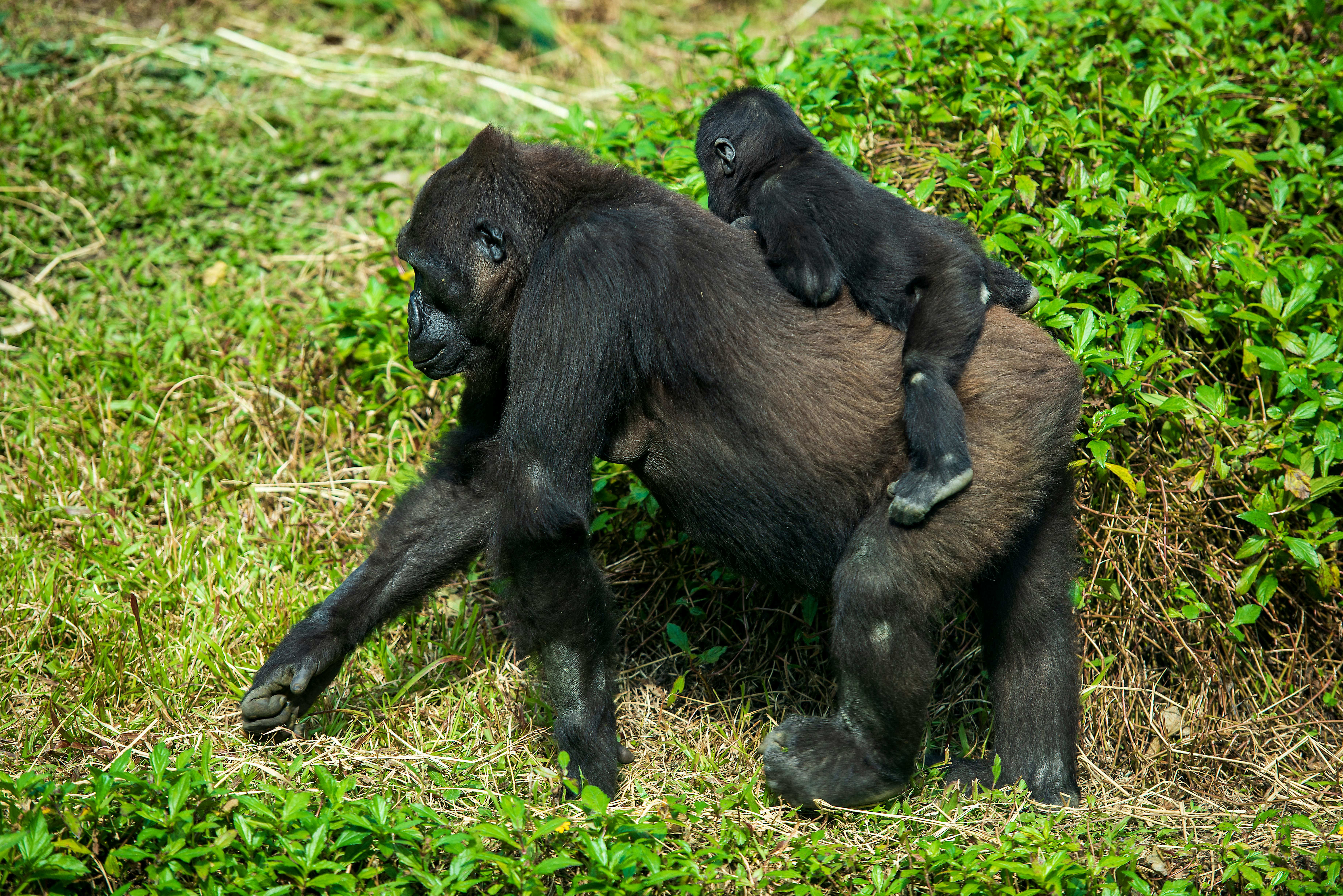 Close-Up Shot of Gorillas Walking on the Grass · Free Stock Photo