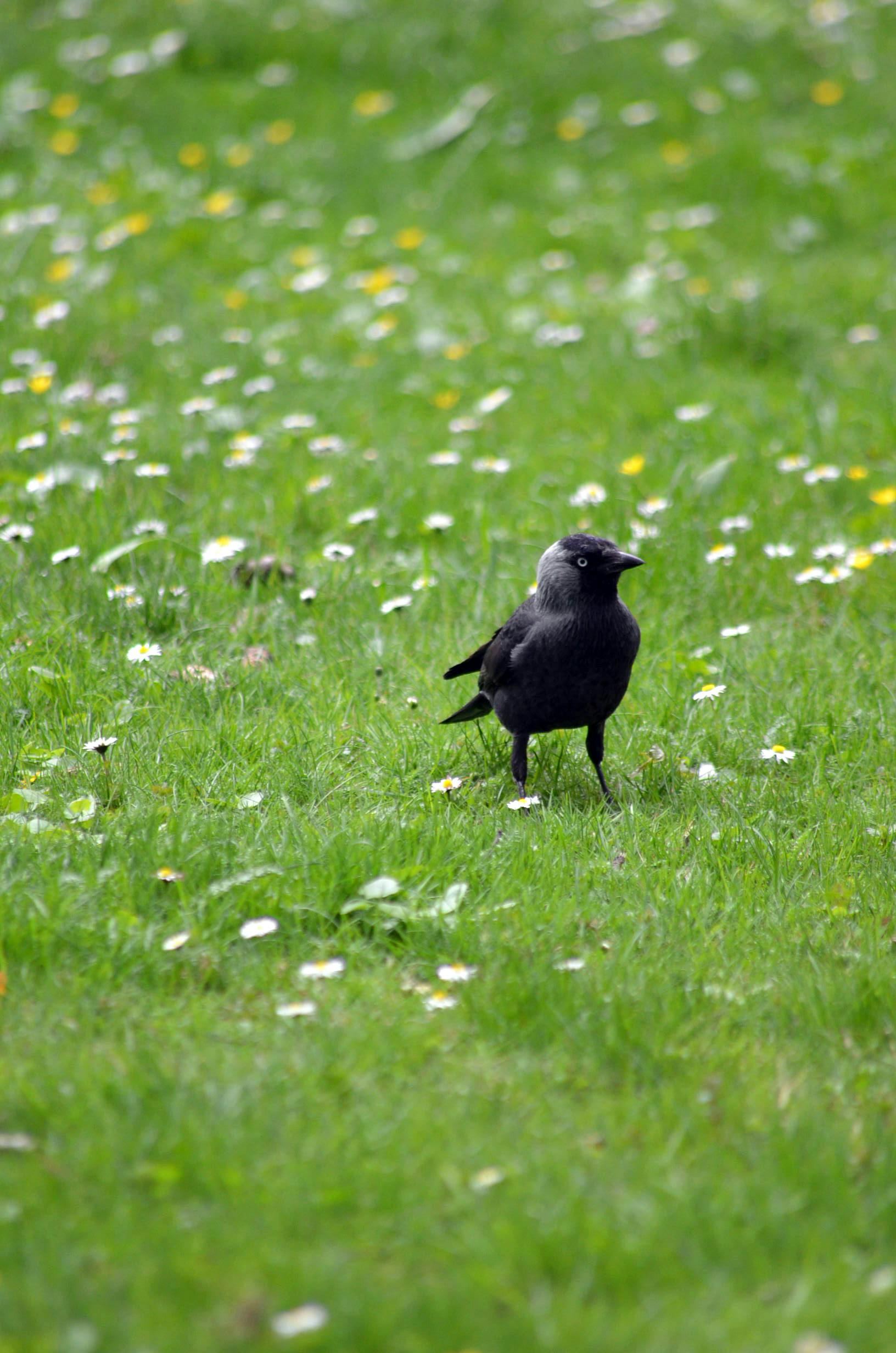 Close up of Crow · Free Stock Photo