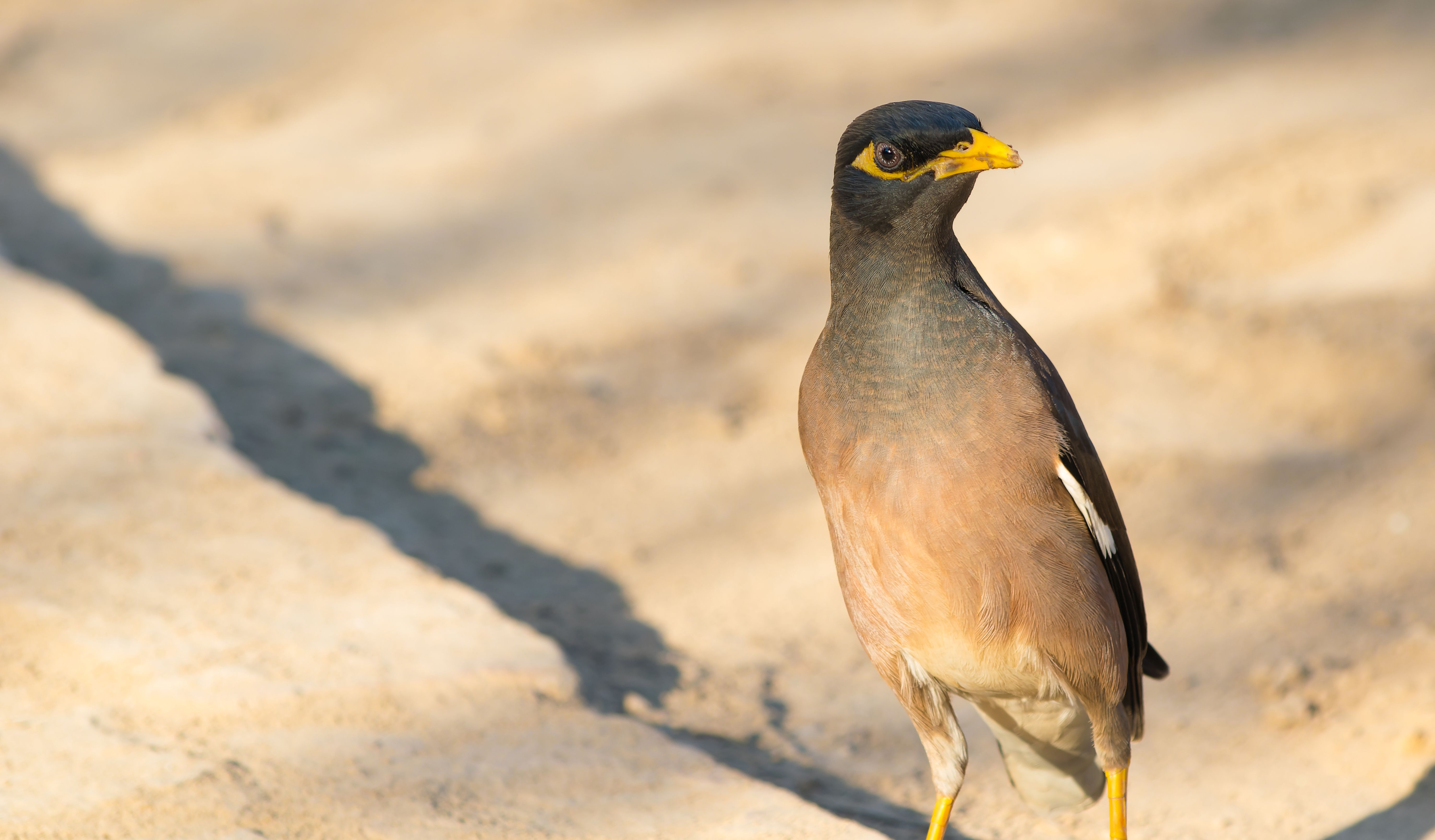 Close-Up Shot of a Common Myna · Free Stock Photo