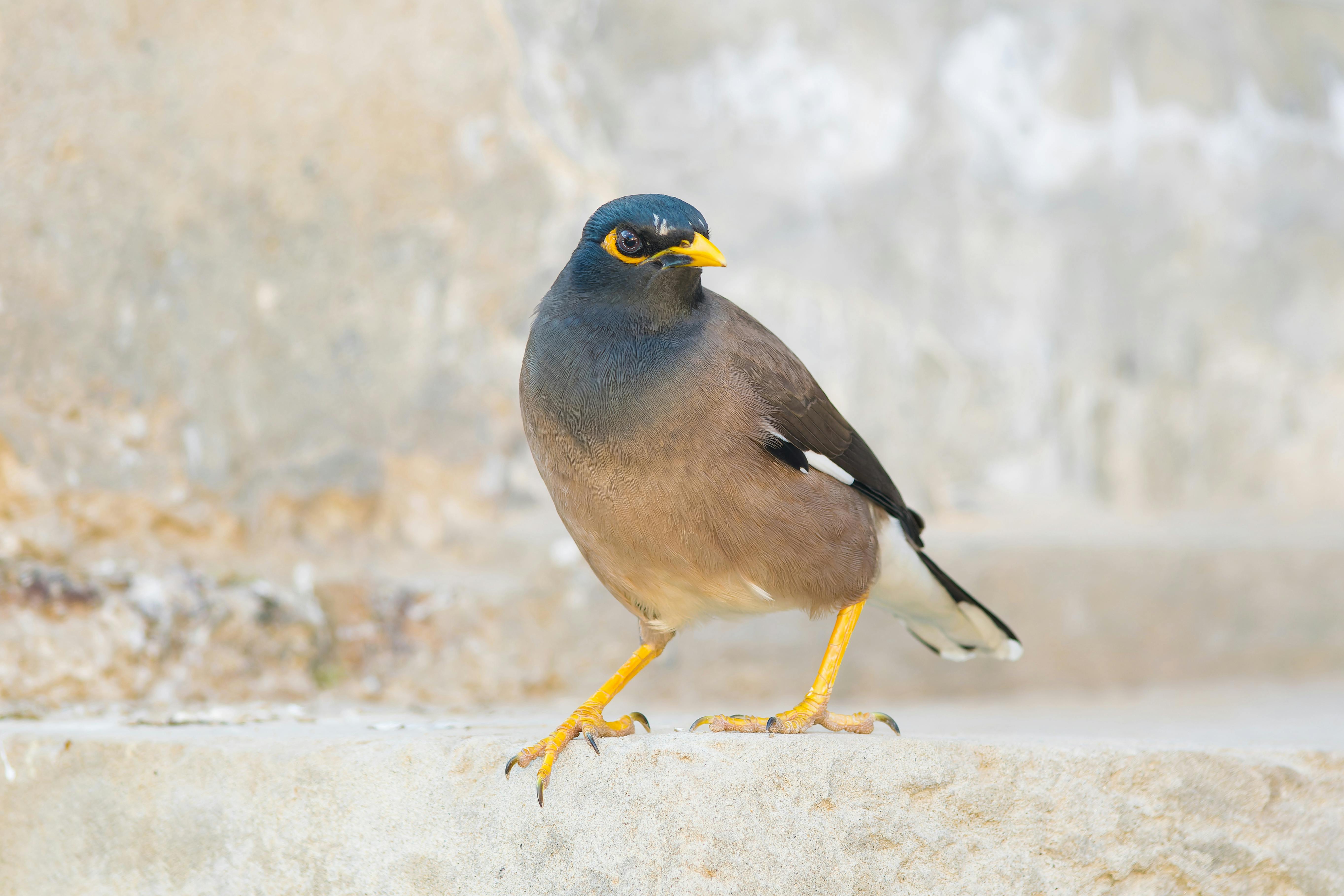 A common myna bird sitting on earth in search for food with blurred ...