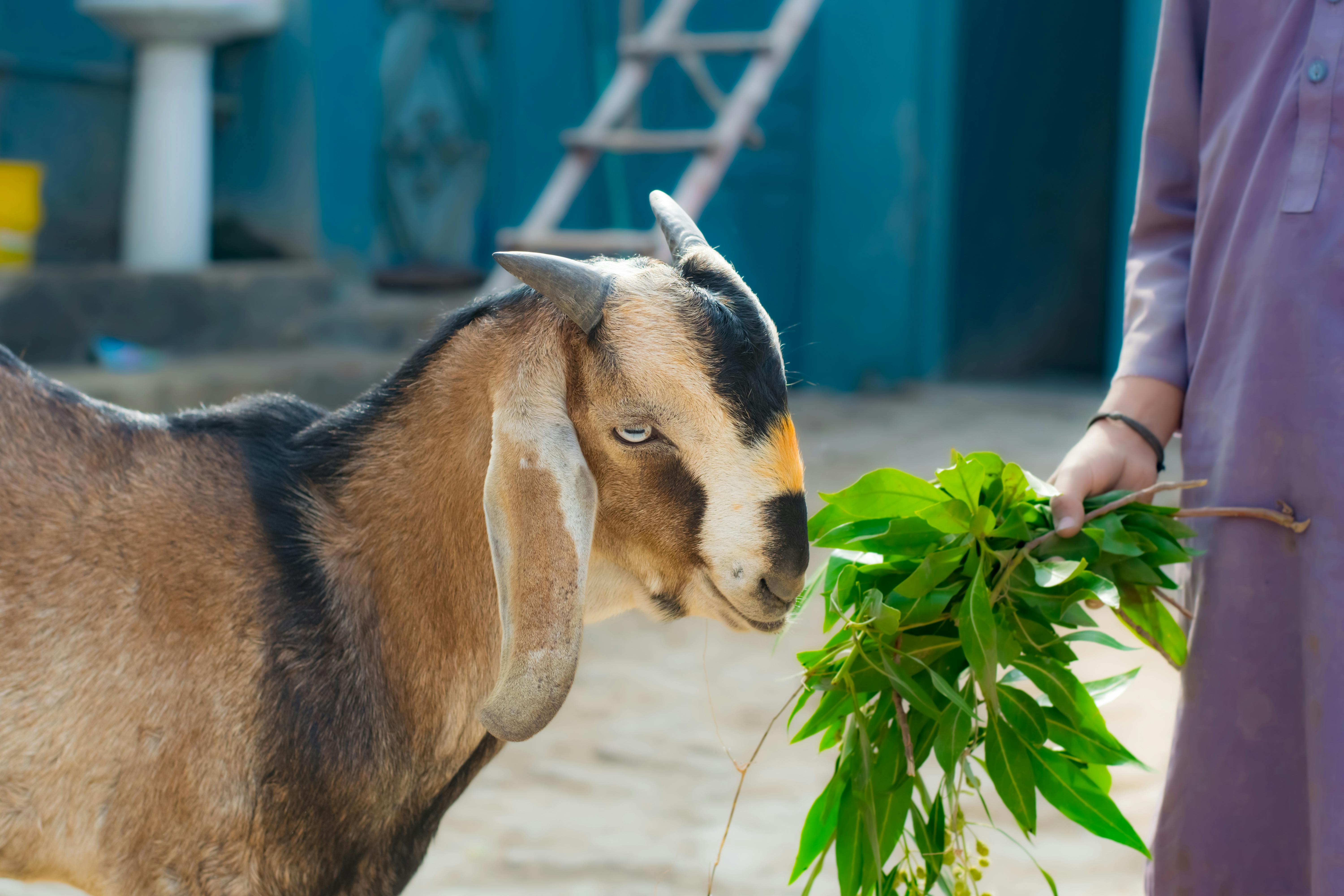 Goats Beard Photos, Download The BEST Free Goats Beard Stock Photos ...