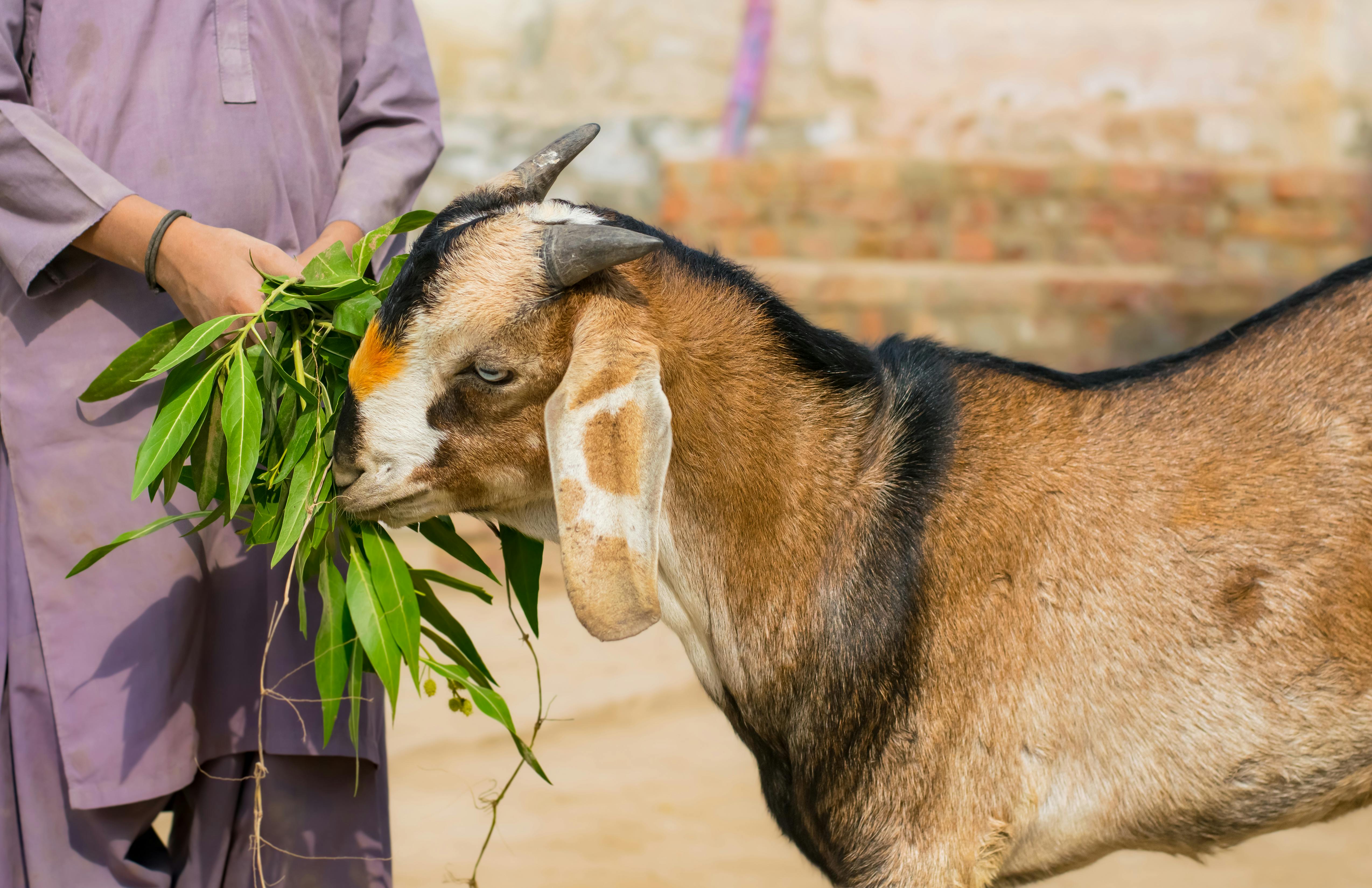 A common house goat eating green grass. Domestic goat eating plant ...
