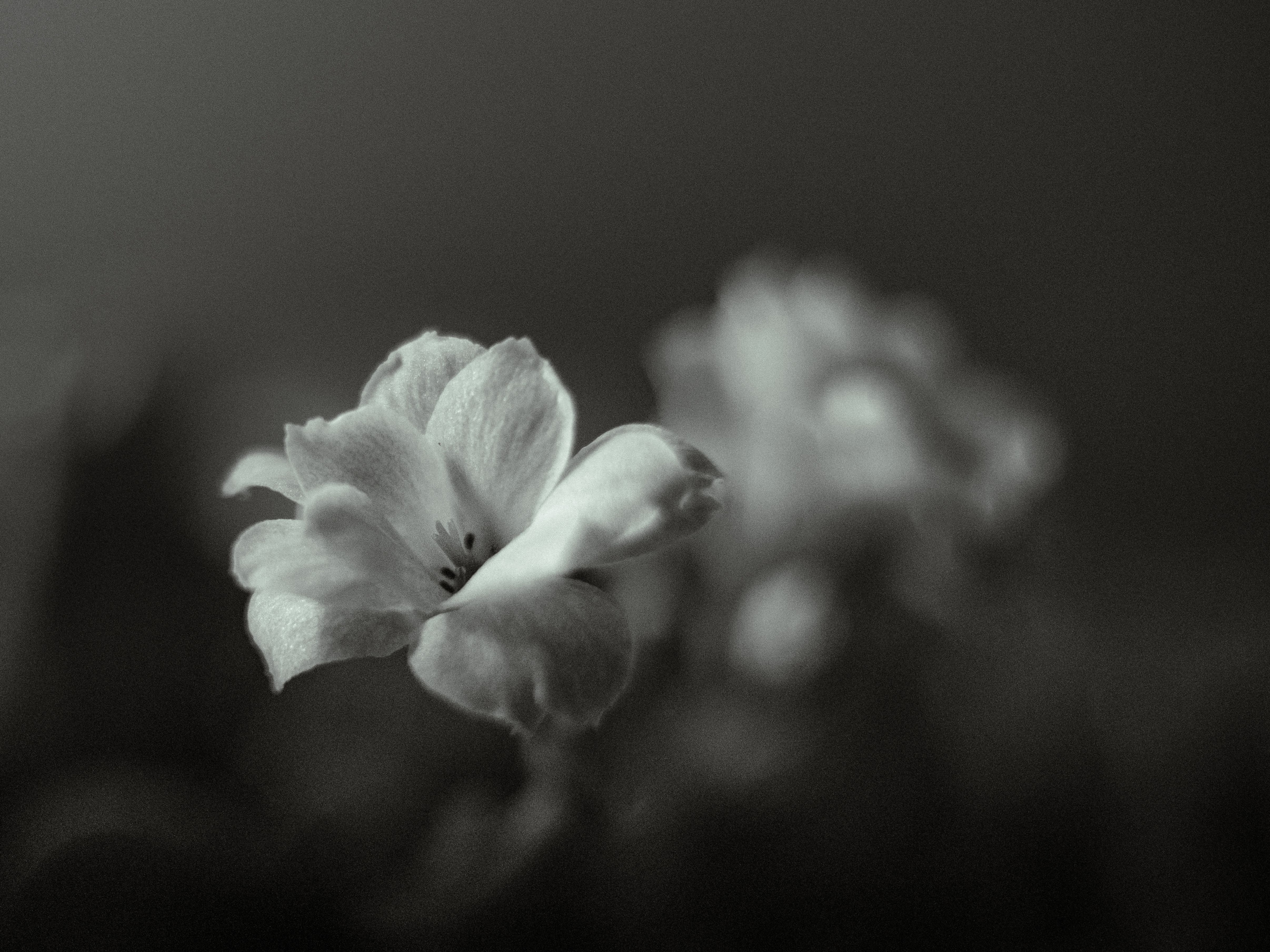 Grayscale Photo of a Blooming White Flower · Free Stock Photo