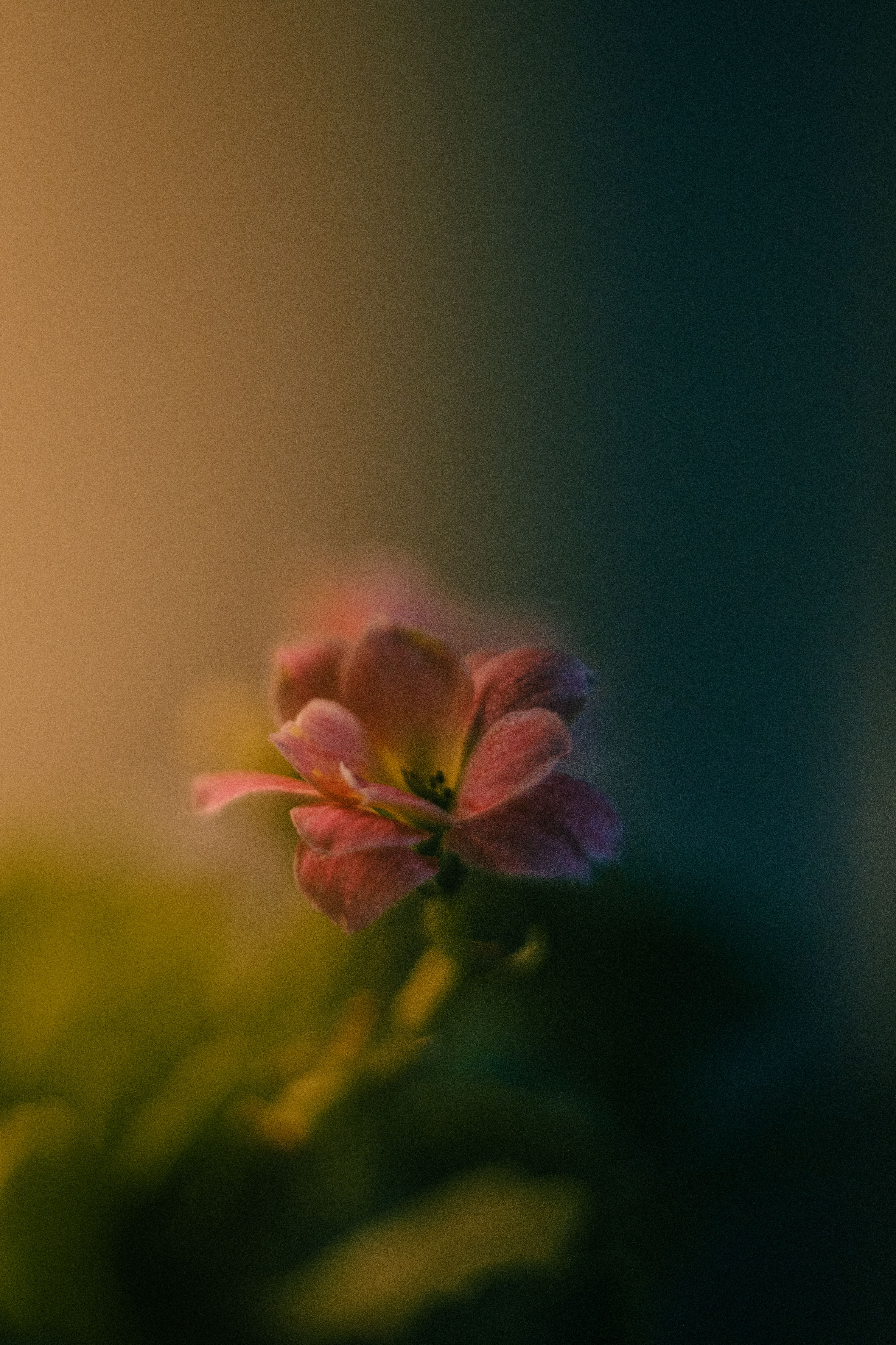 Japanese Blur Flower Wallpaper Photos, Download The BEST Free Japanese ...