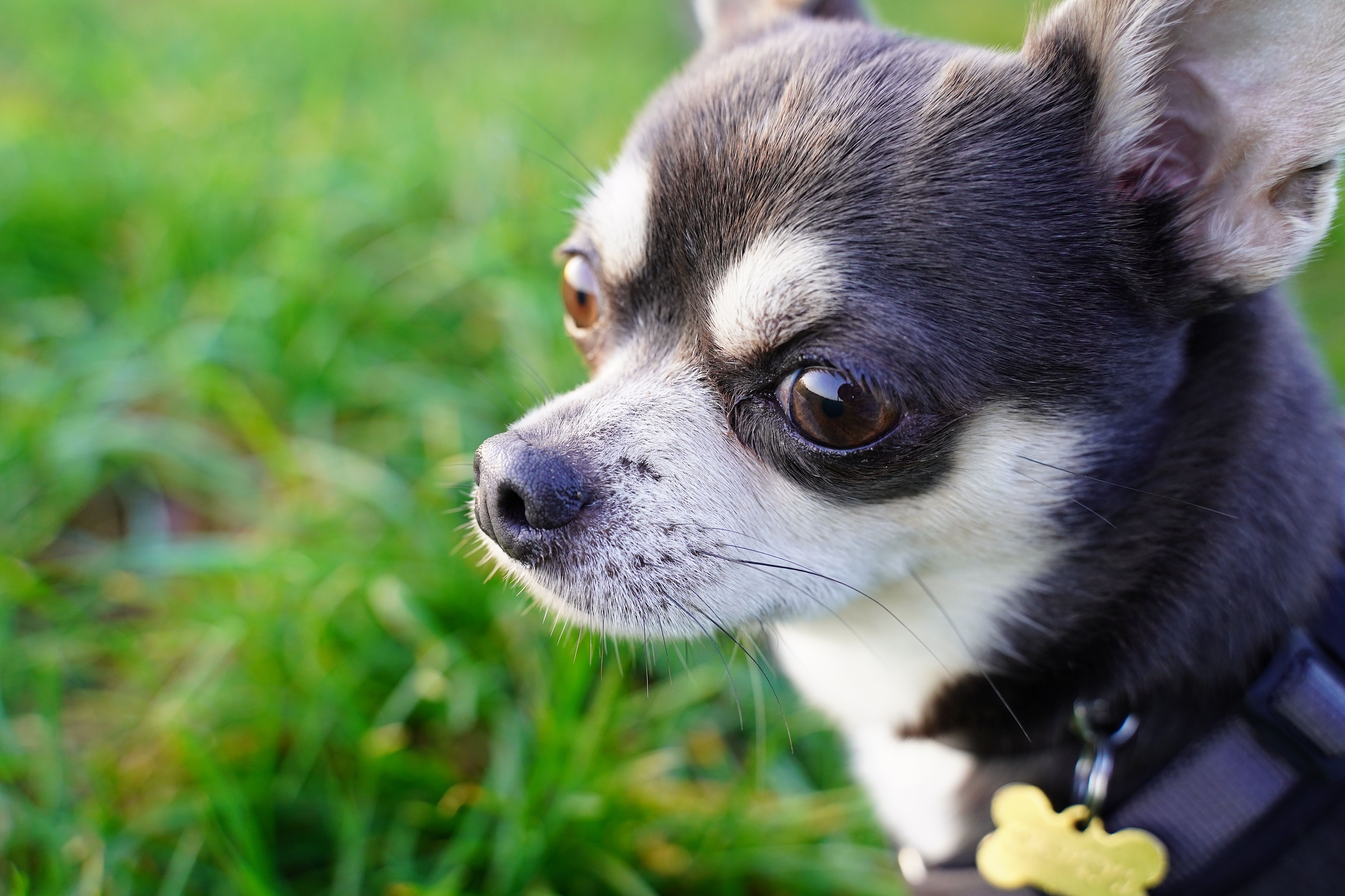 Chihuahua in Close Up · Free Stock Photo