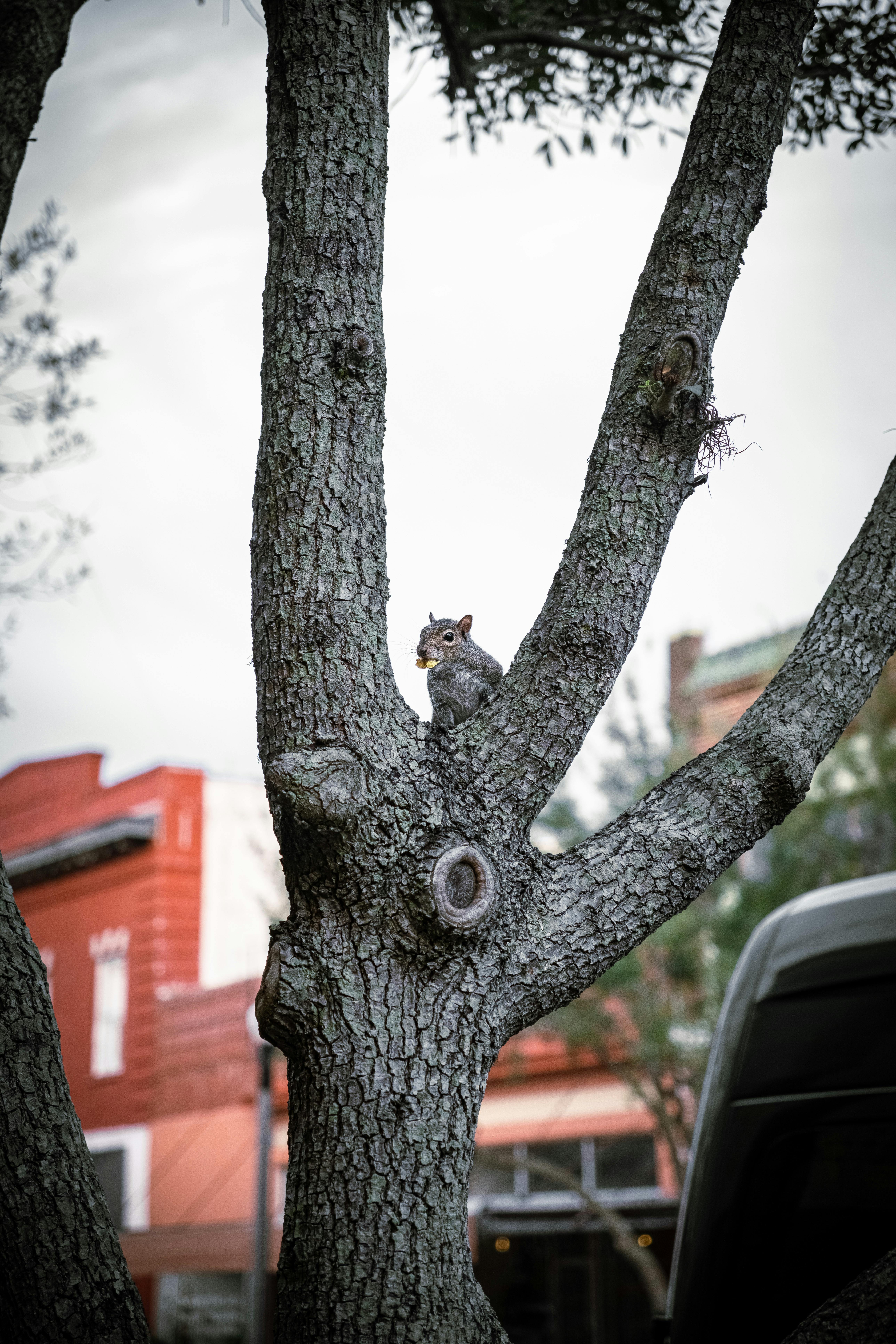 Rodent Sitting on Tree Trunk · Free Stock Photo