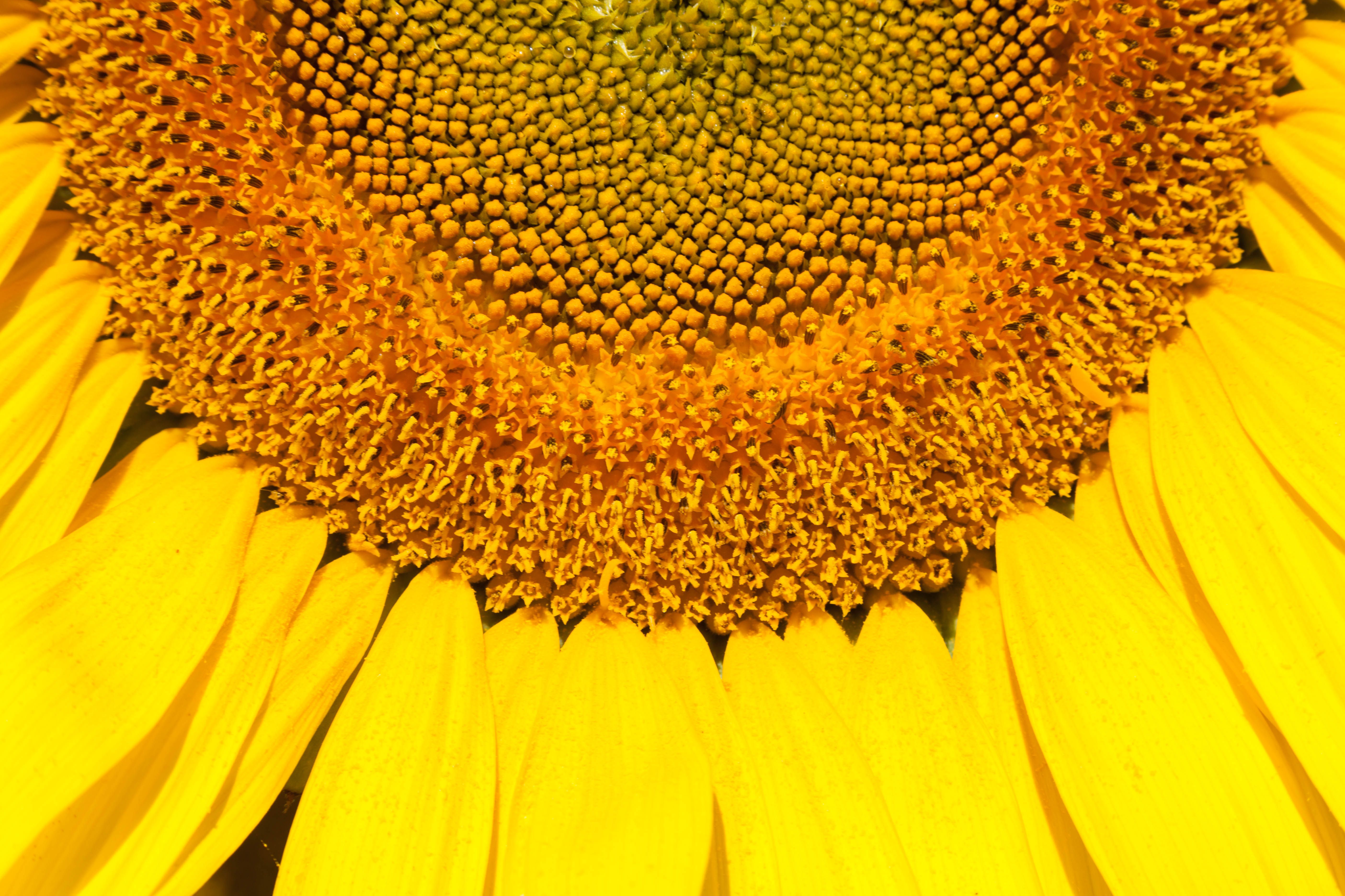 A Close-up Shot of a Sunflower · Free Stock Photo