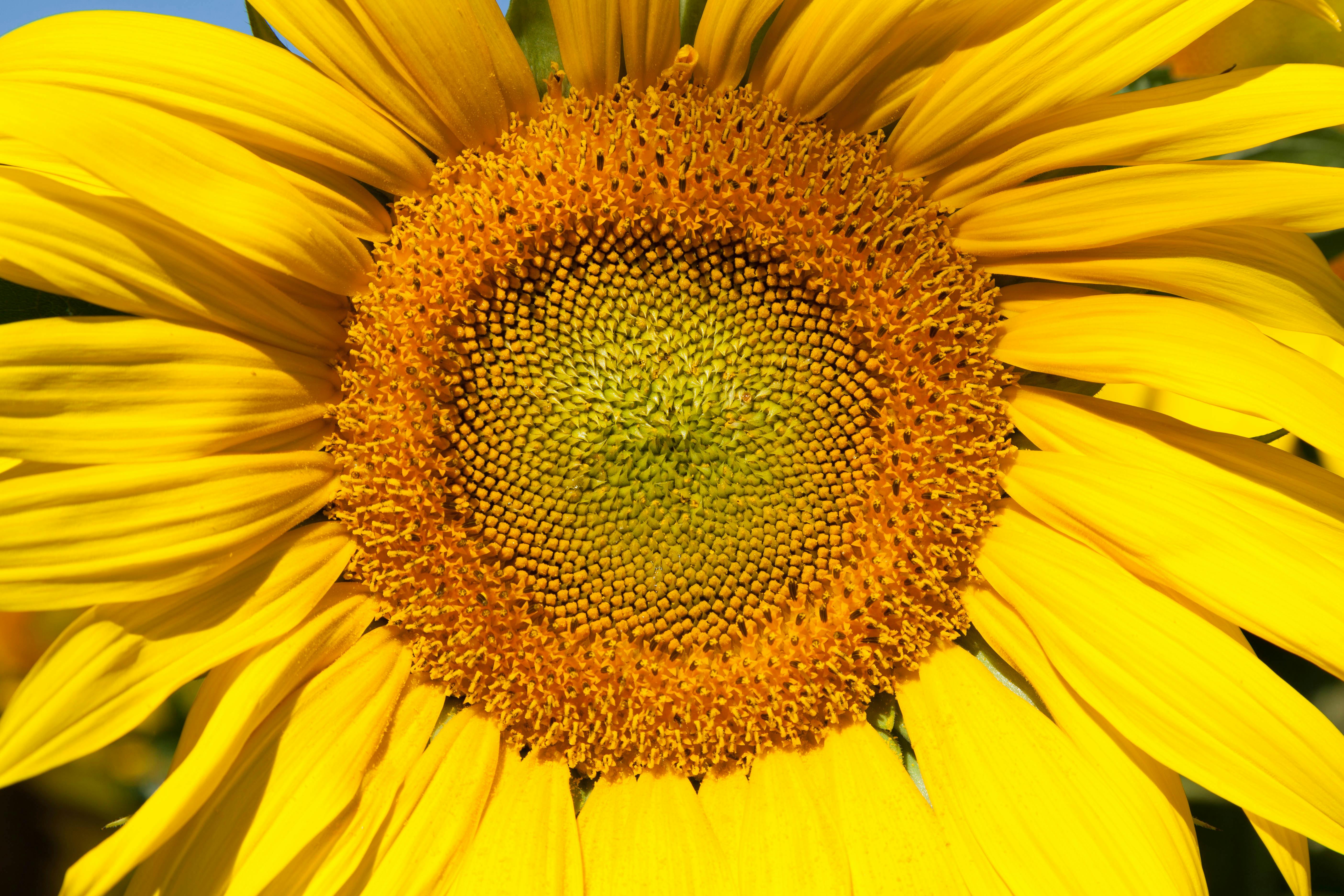 Desktop Wallpaper Growth Photos, Download The BEST Free Desktop ...