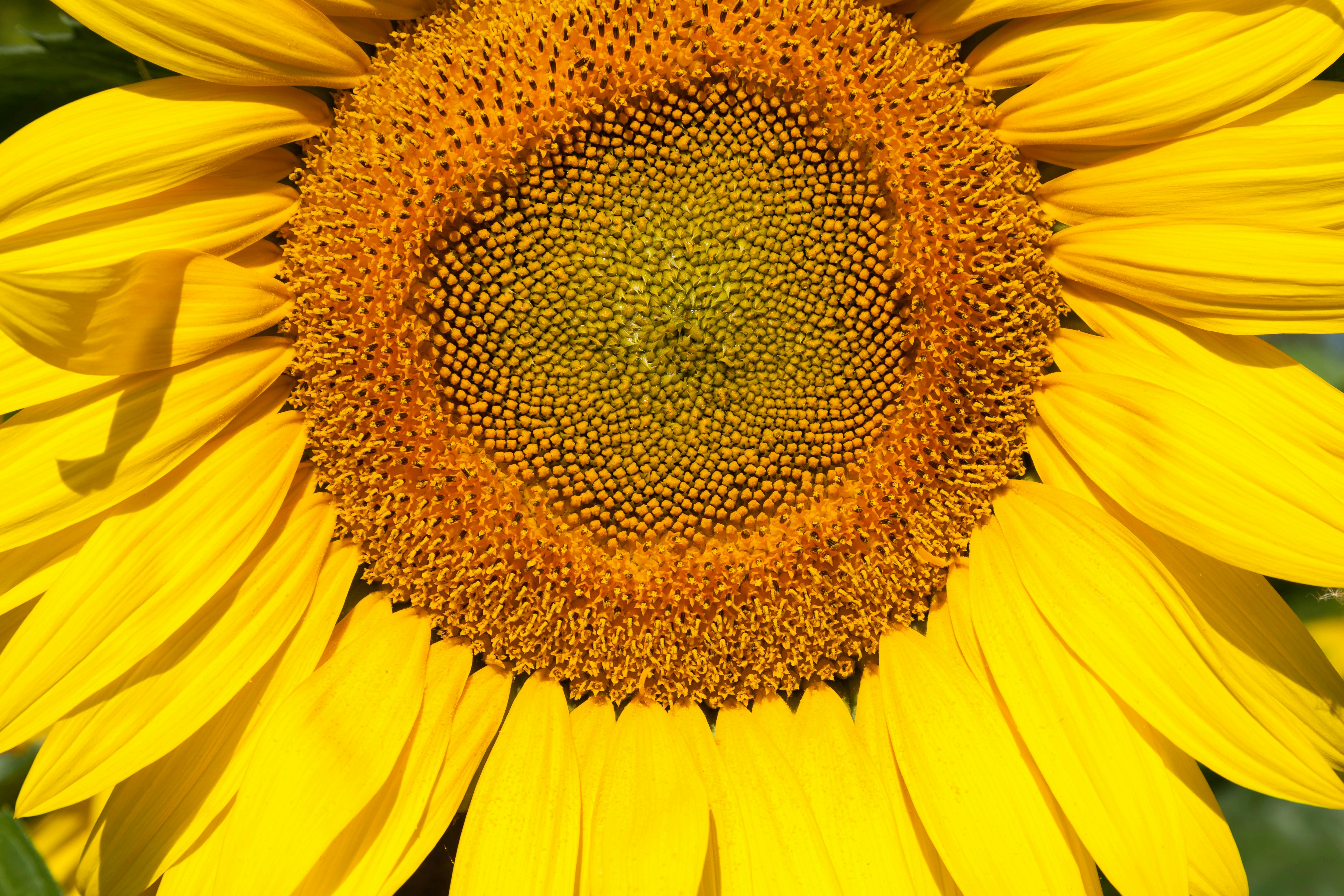 Sunflower Texture Photos, Download The BEST Free Sunflower Texture ...