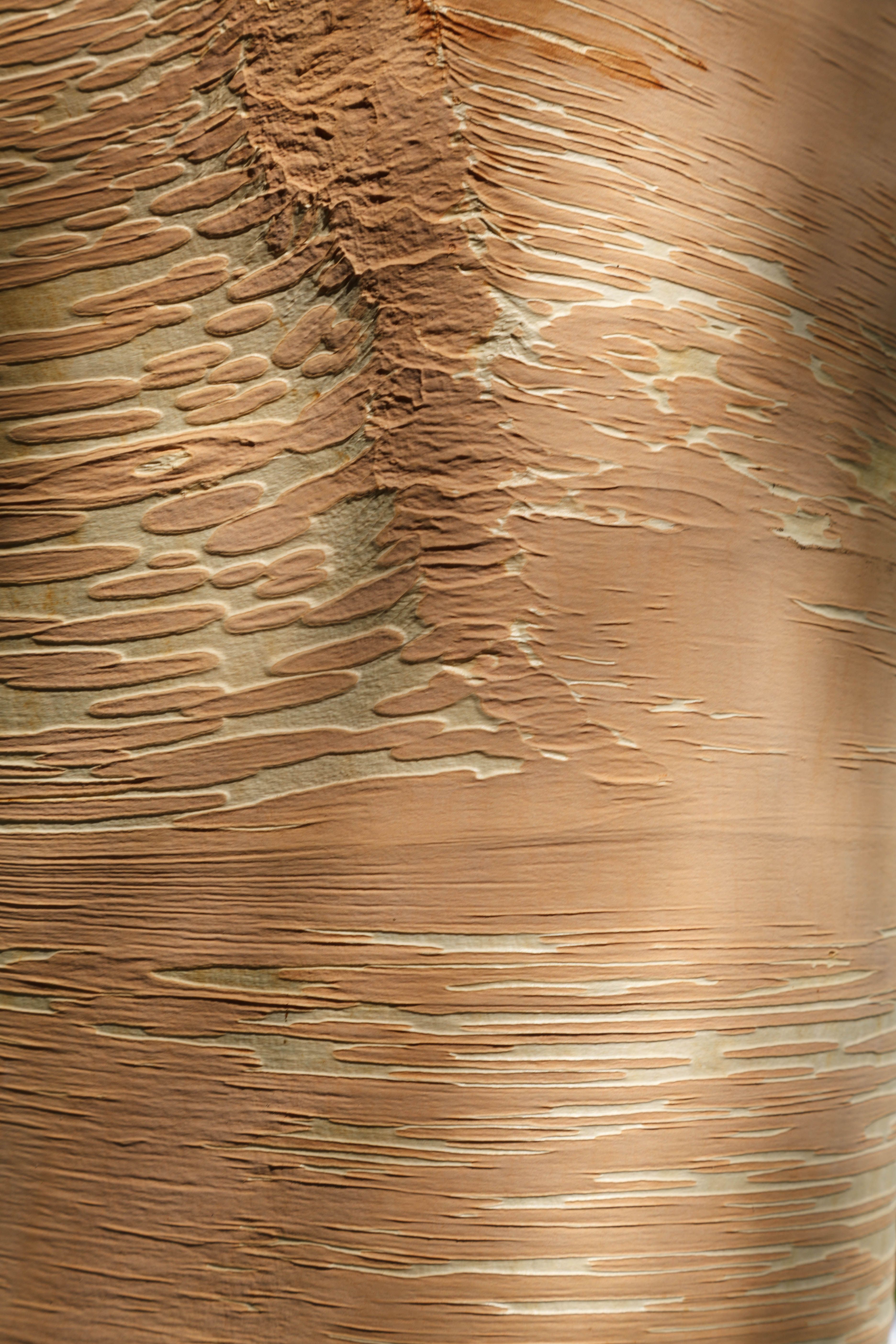 Amazing Natural Pattern · Free Stock Photo