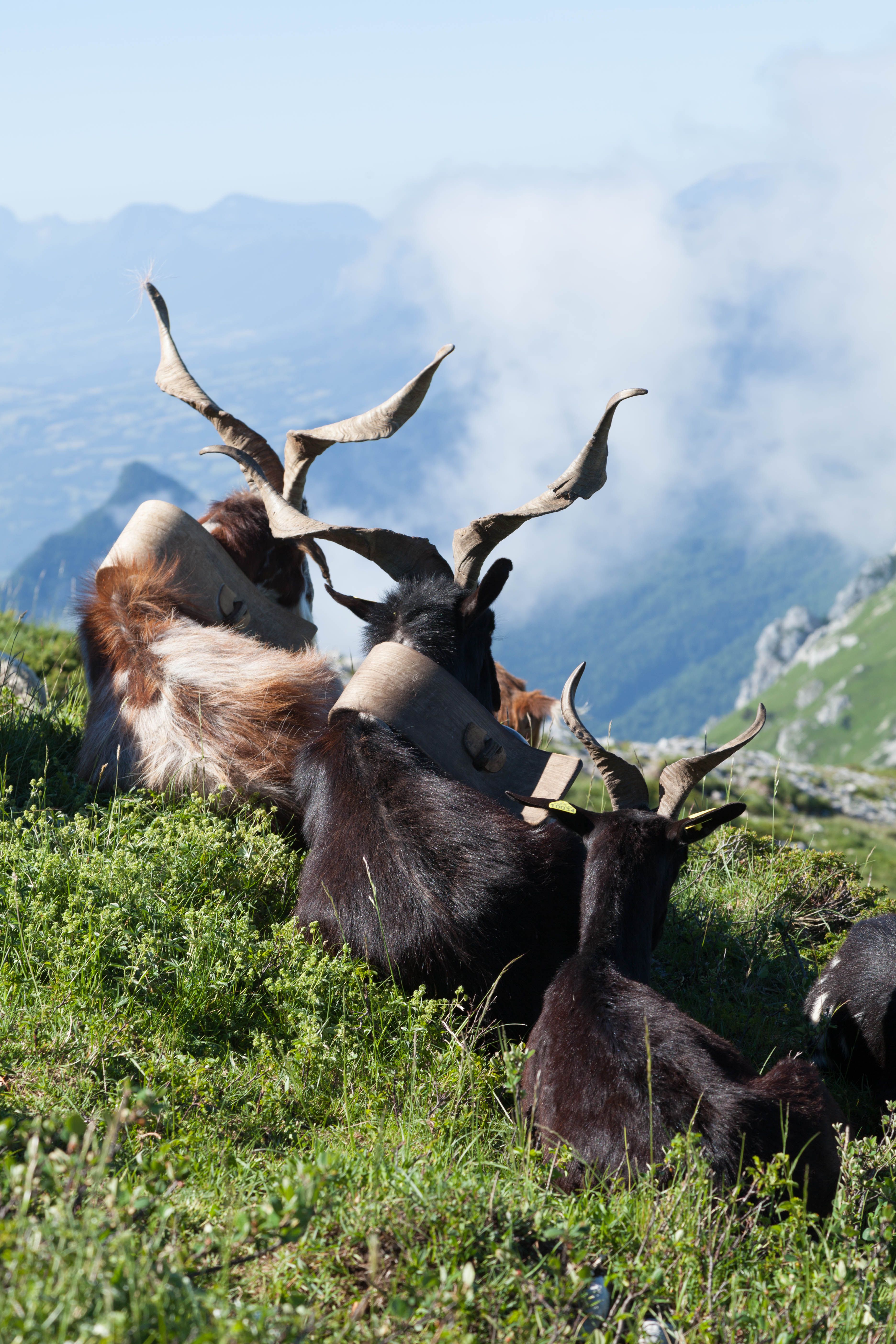 Markhor Wild Goats on a Mountain · Free Stock Photo