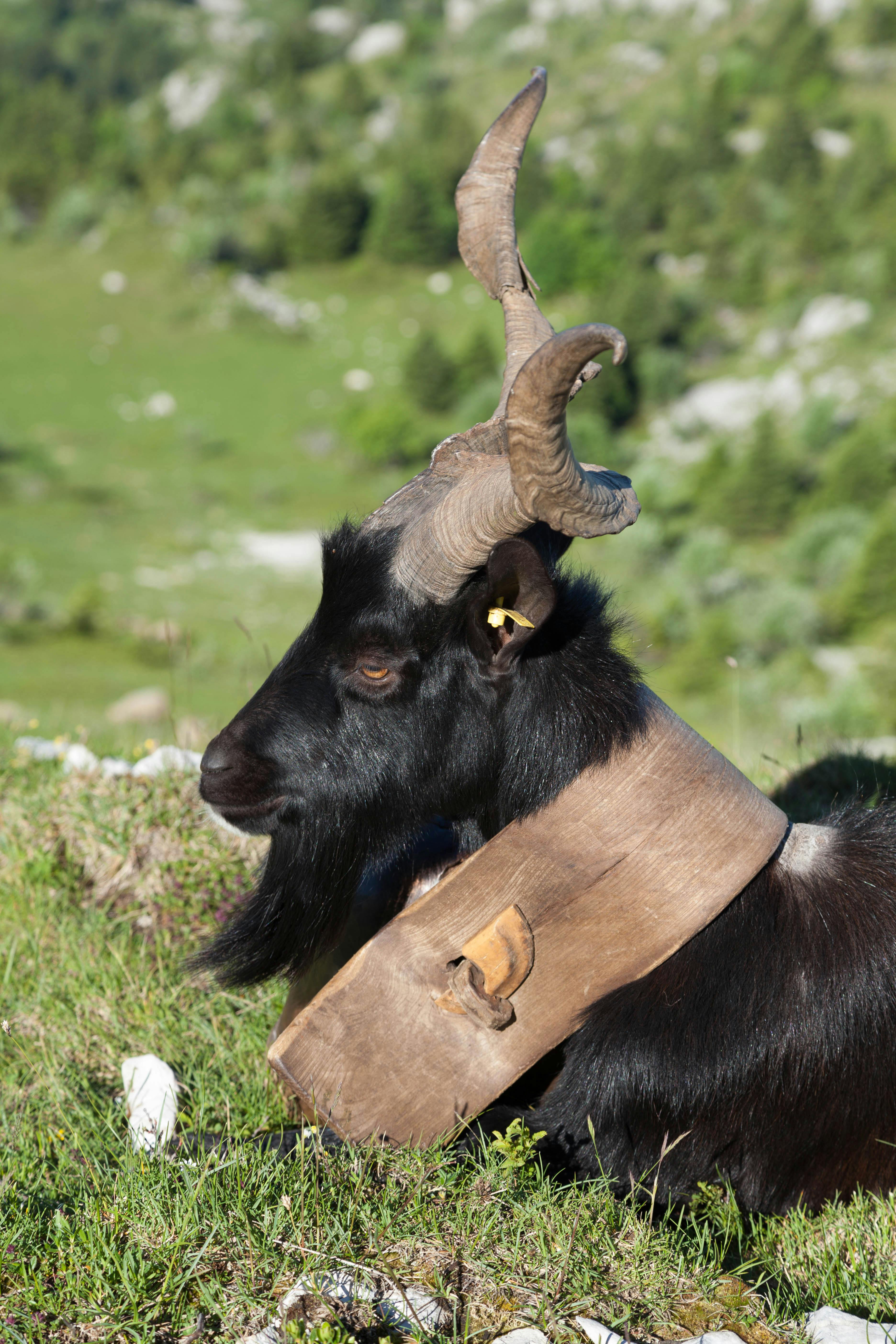 Racka Sheep in Close Up View · Free Stock Photo