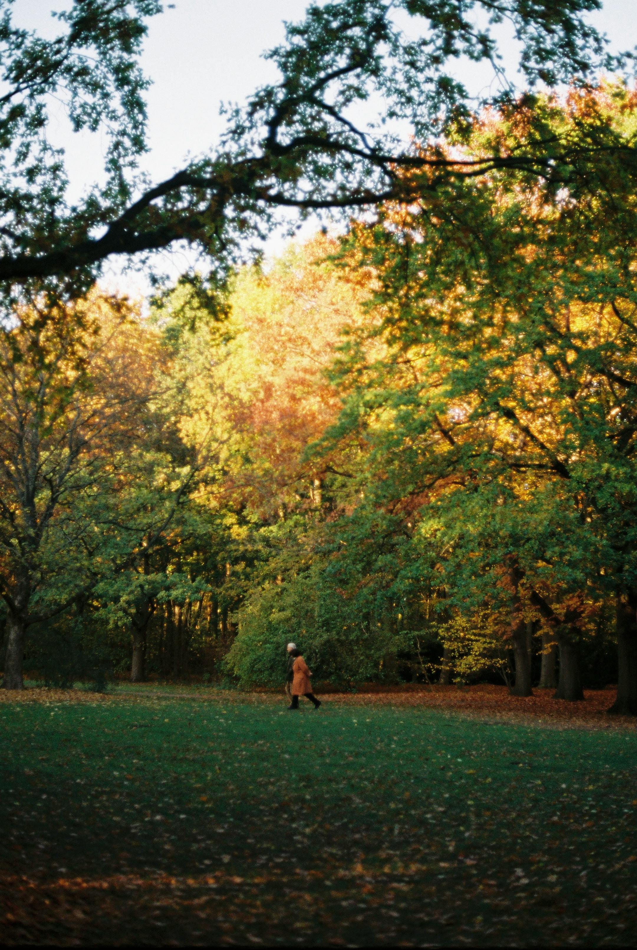 Green Grass Field Surrounded With Trees · Free Stock Photo