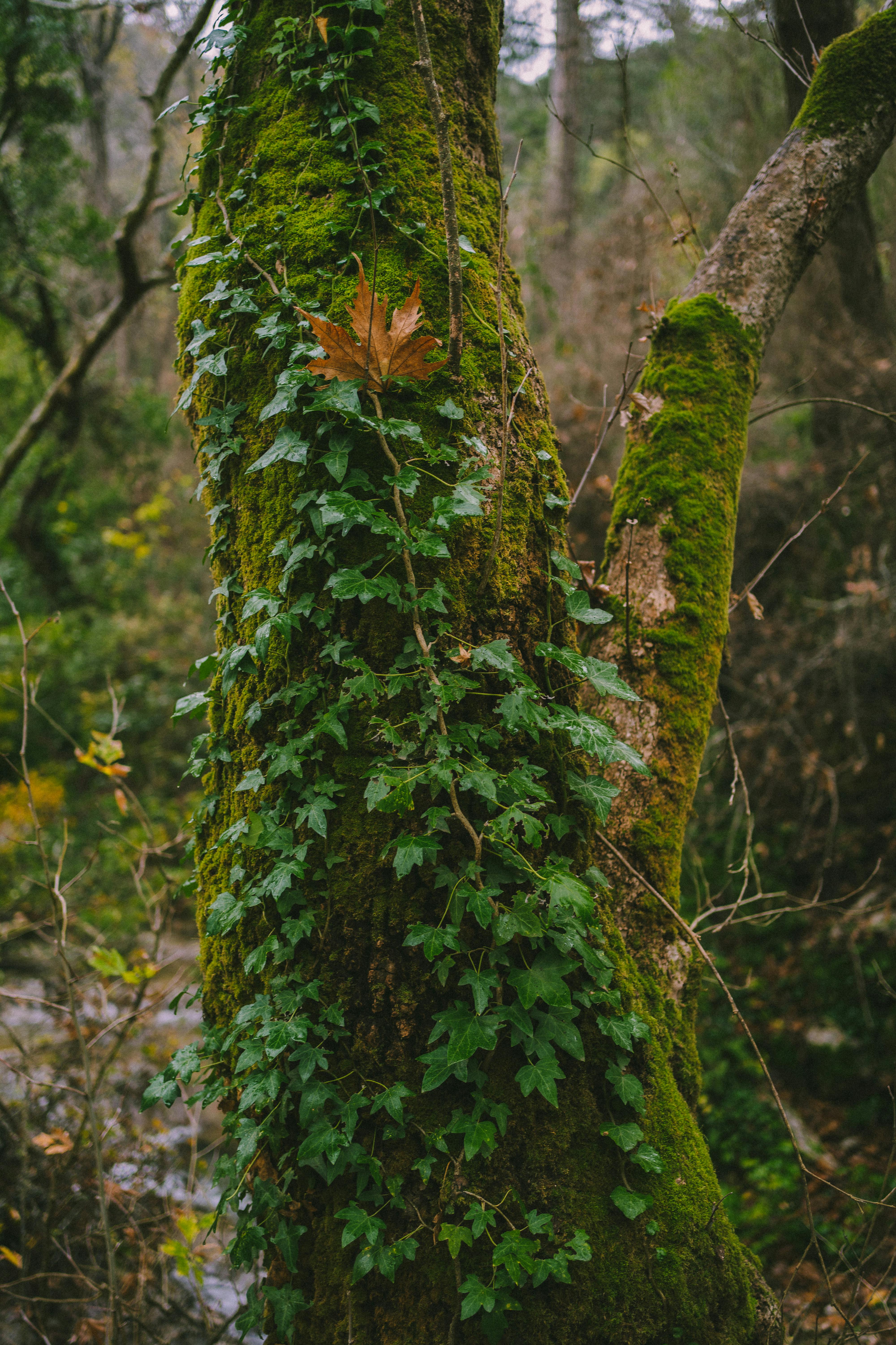 Ivy Growing on Moss Covered Tree Bark · Free Stock Photo