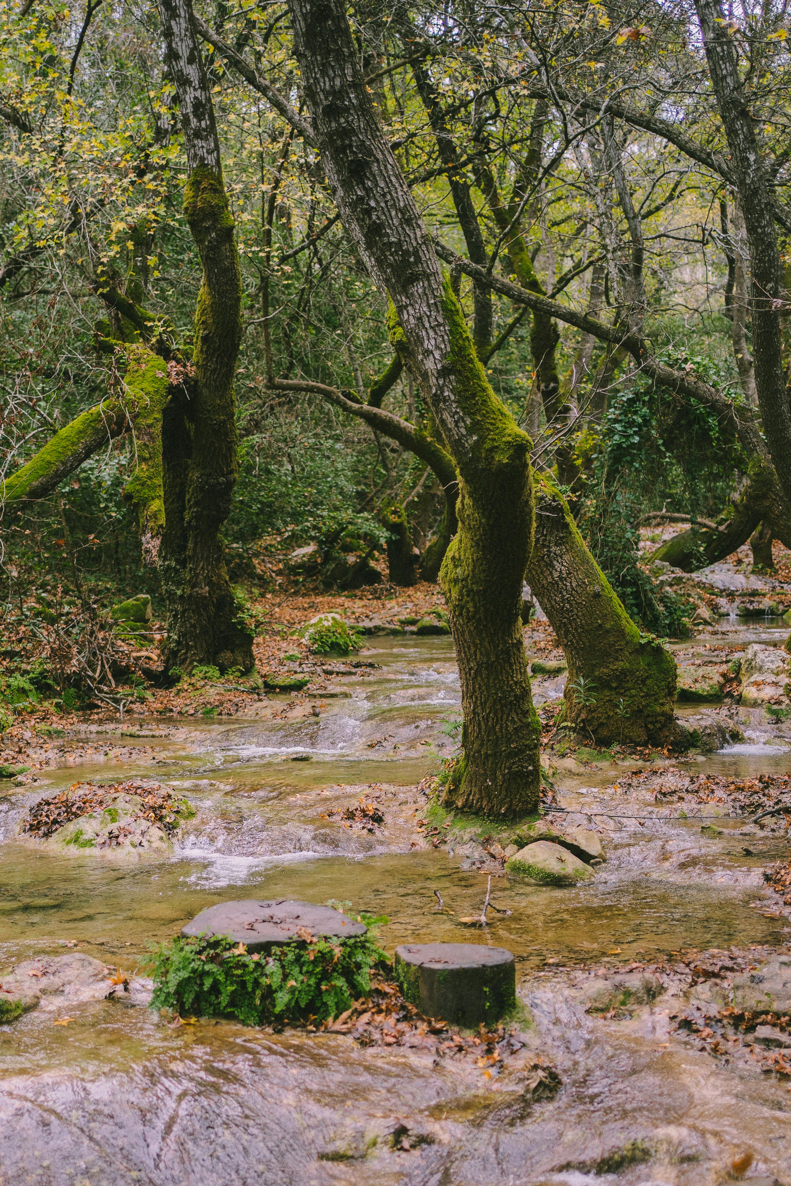 Mud on Ground in Dense Forest · Free Stock Photo