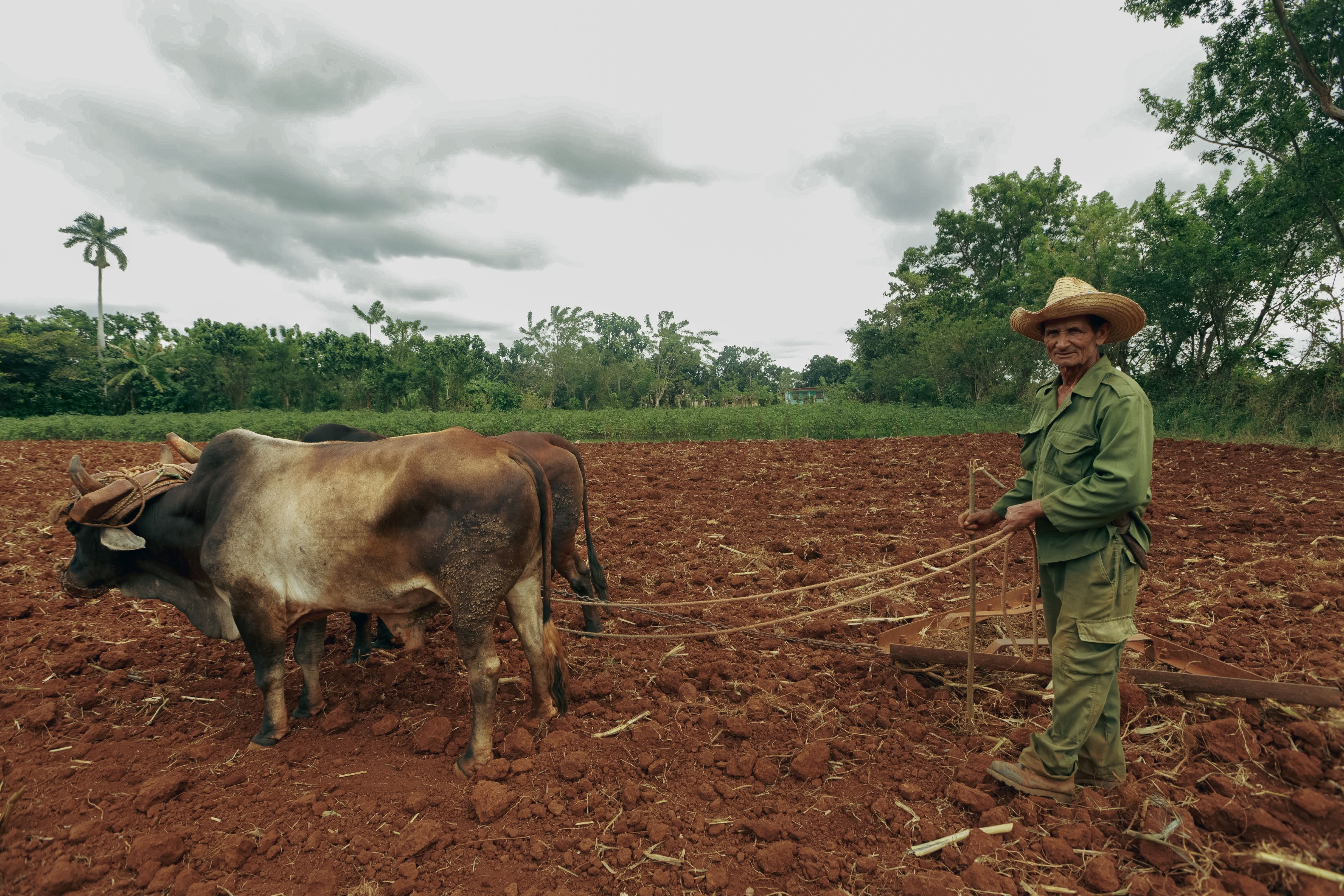 Farmer Using Cattle to Plow Field · Free Stock Photo