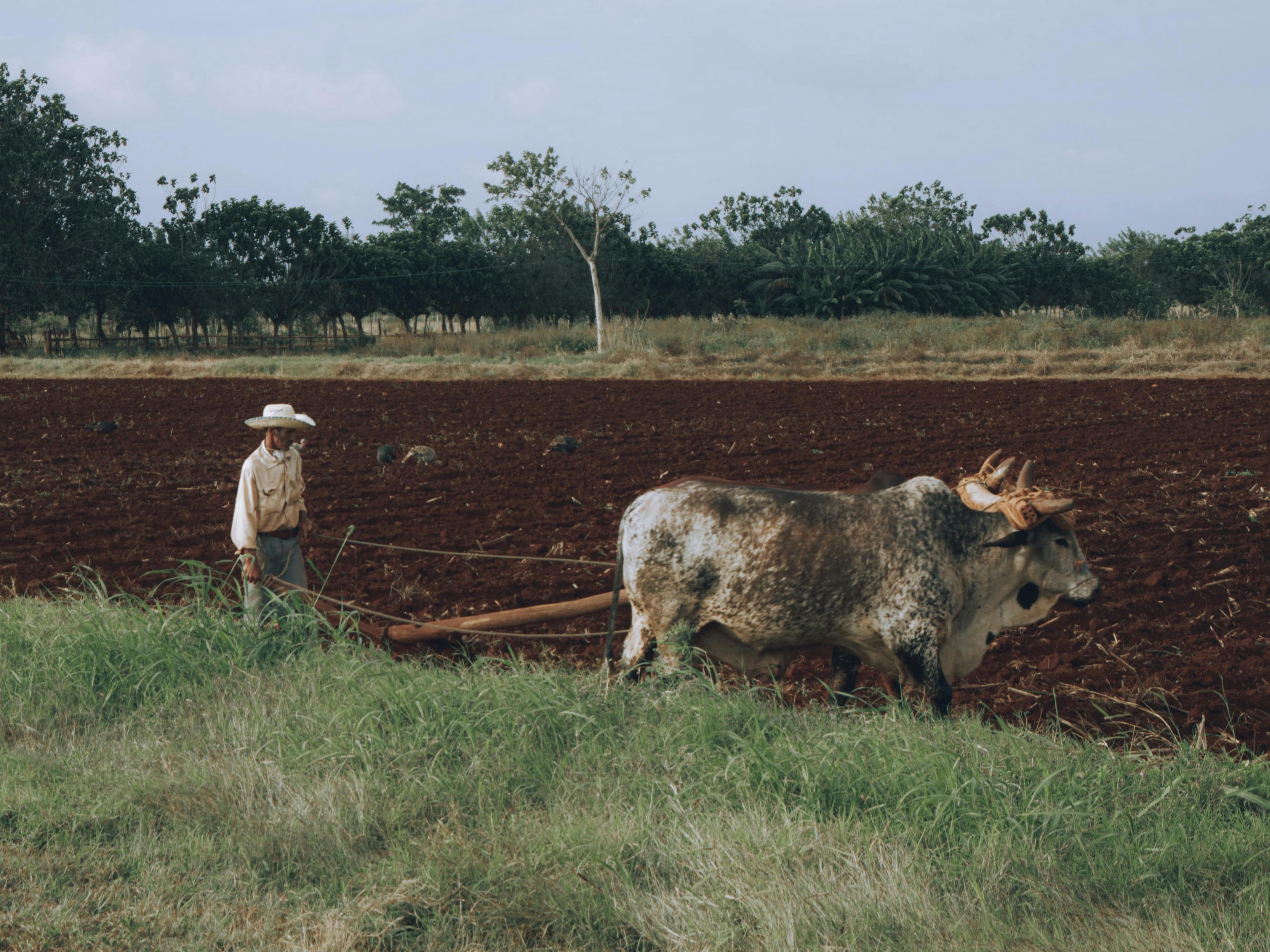 Cattle with Plow on Field · Free Stock Photo
