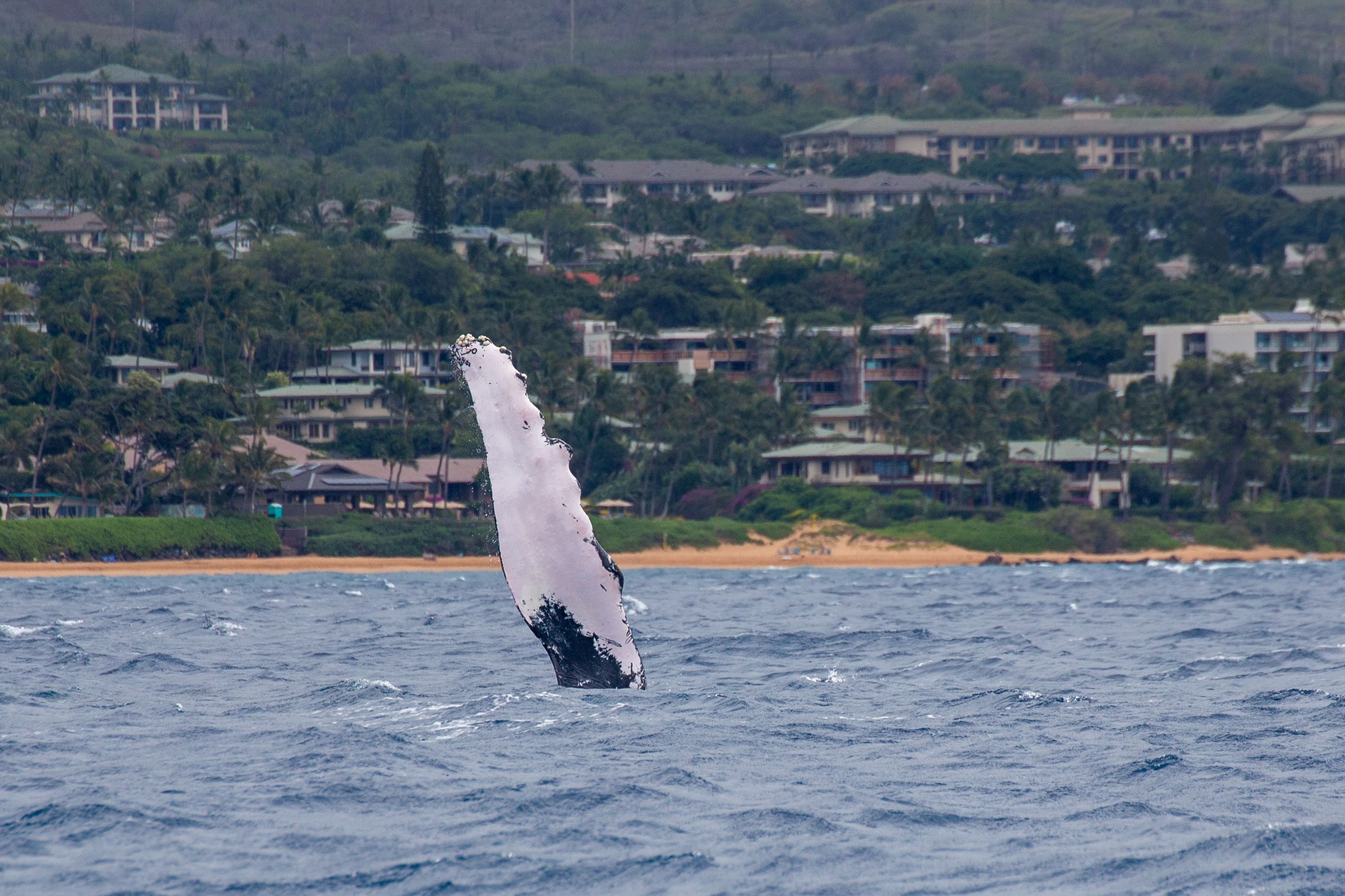 An Orca Whale Jumping out of the Water · Free Stock Photo