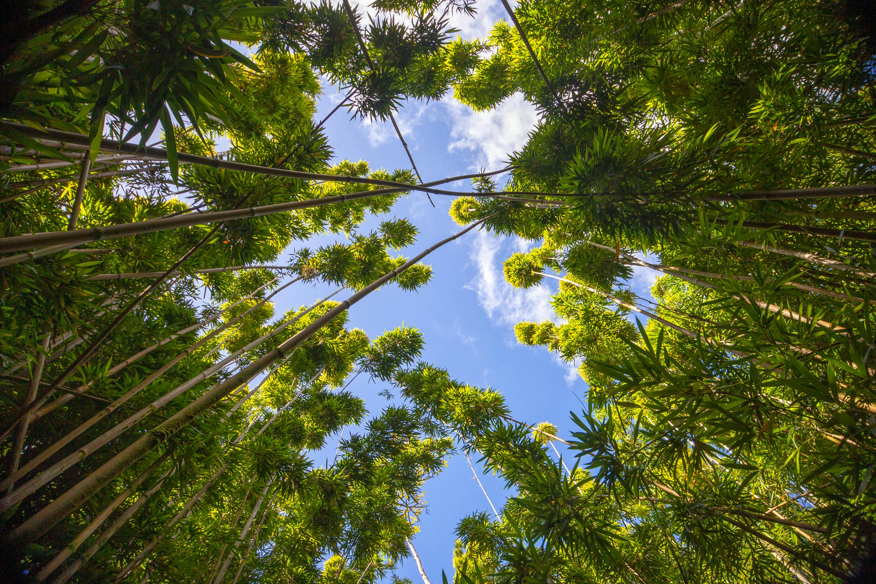 Low Angle Shot Of a Tall Trees · Free Stock Photo