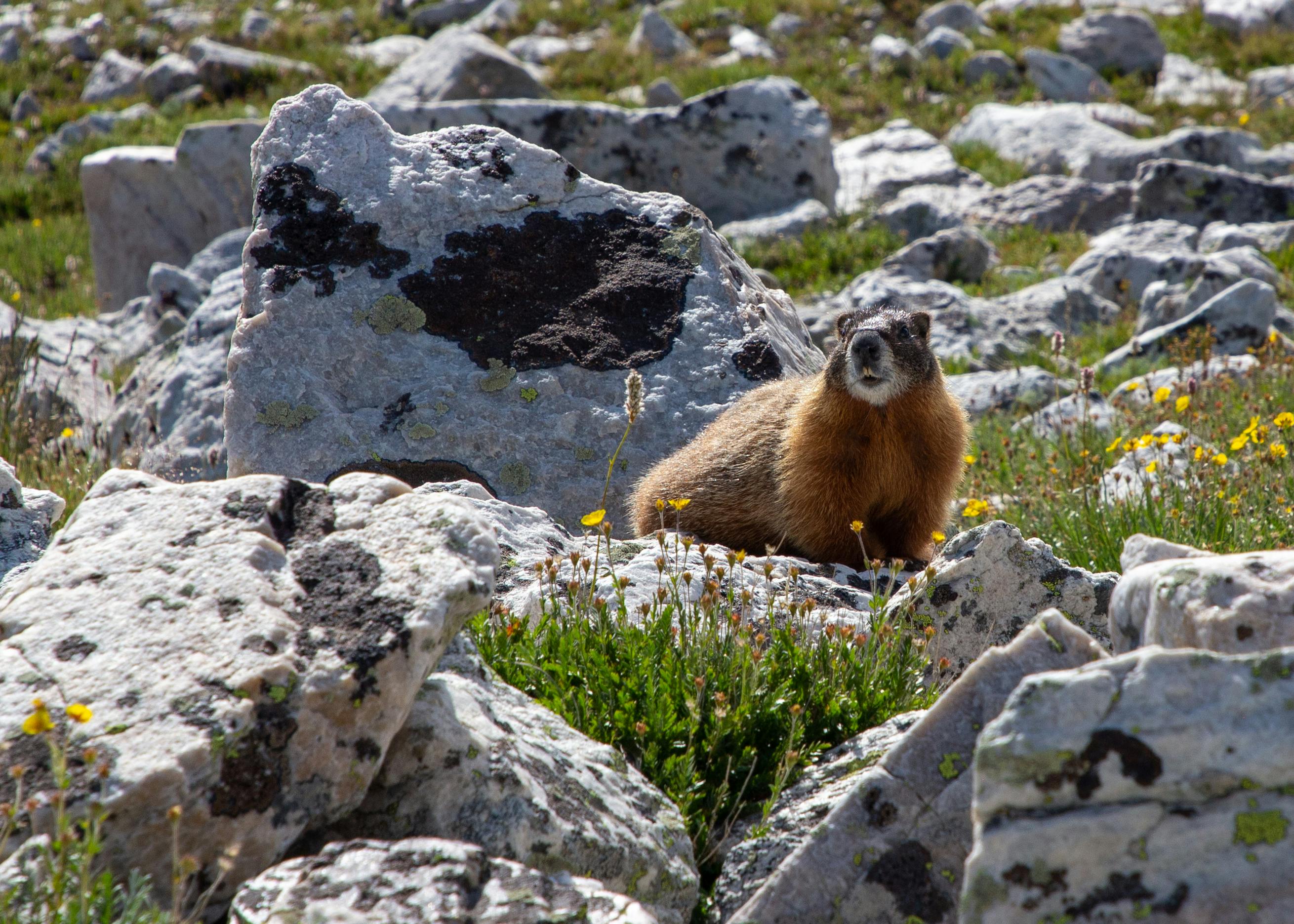 Yellow-bellied Marmot on a Rock · Free Stock Photo