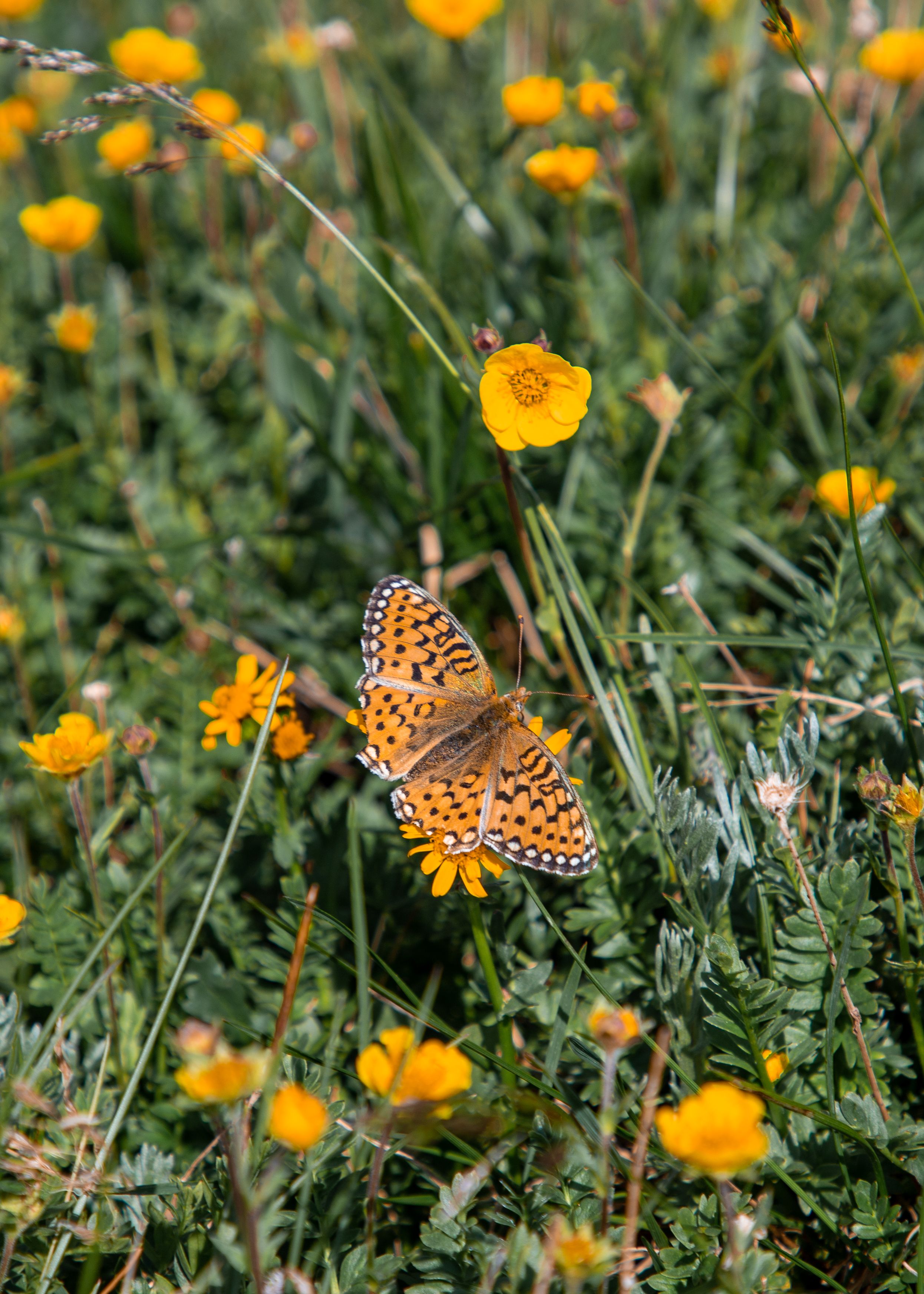 Butterfly in Meadow · Free Stock Photo
