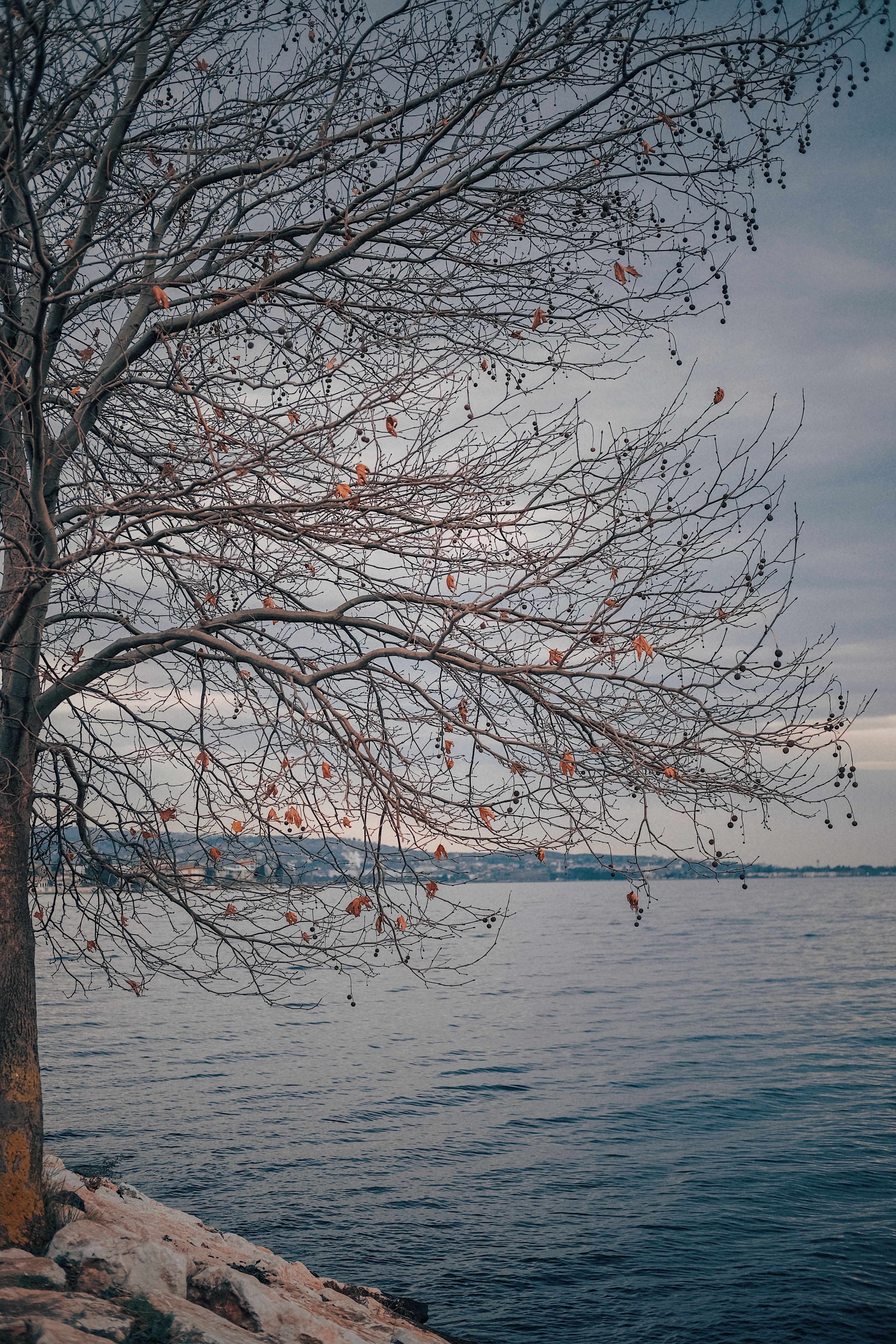 Tree on Sea Shore · Free Stock Photo