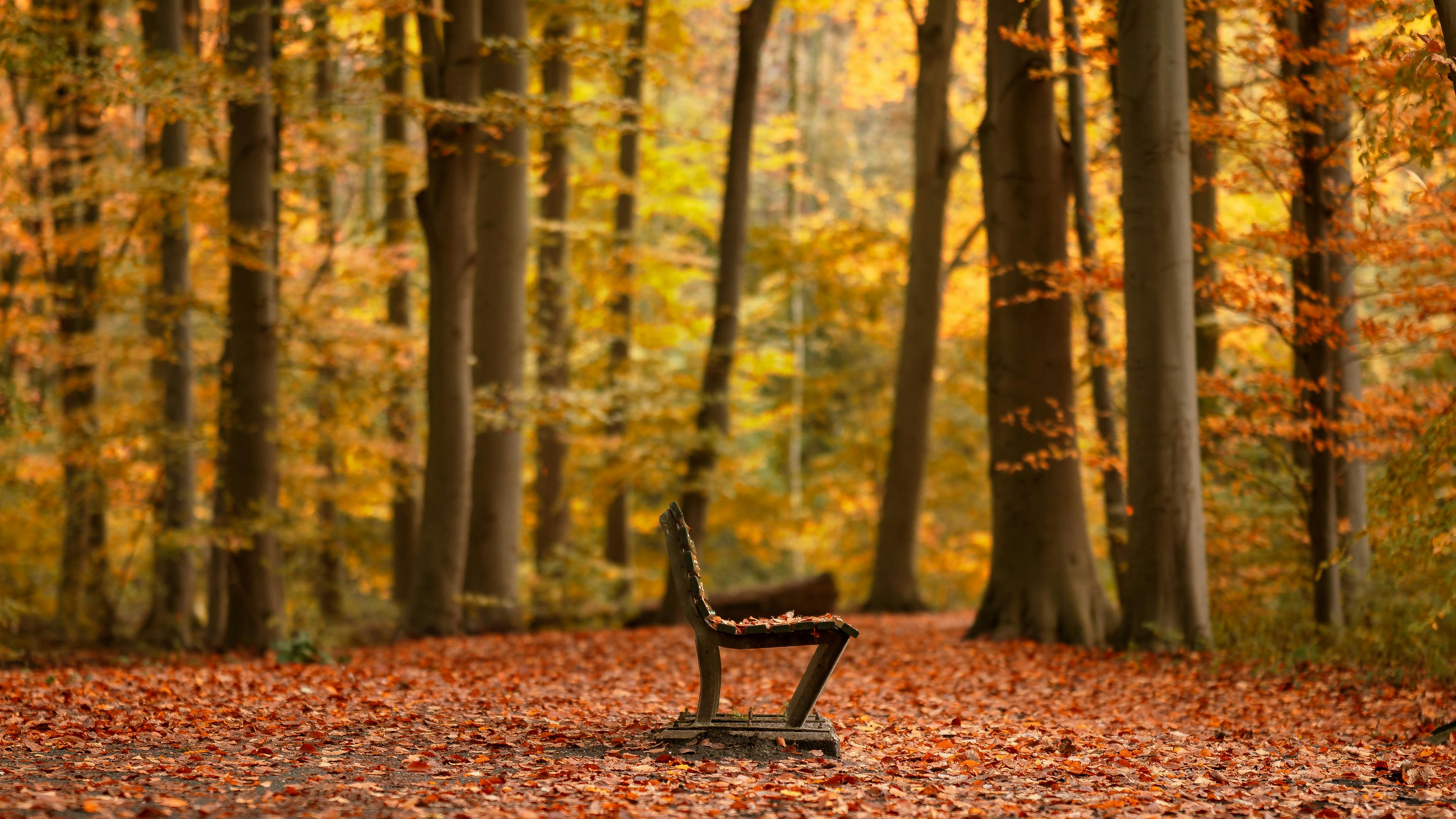 Fallen Leaves Under a Tree · Free Stock Photo