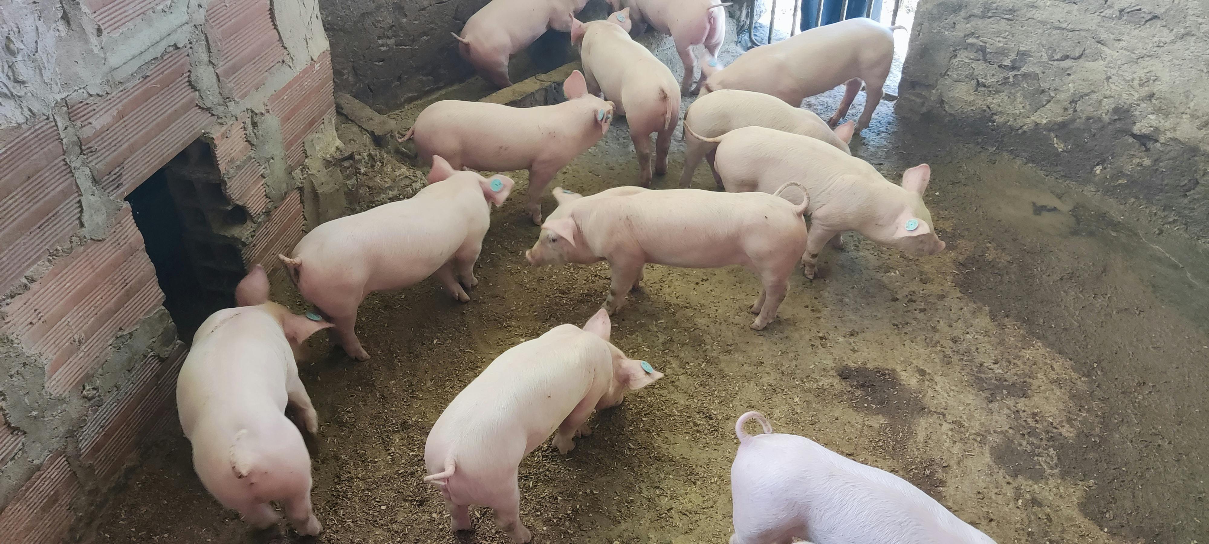 David Arenas - 写真