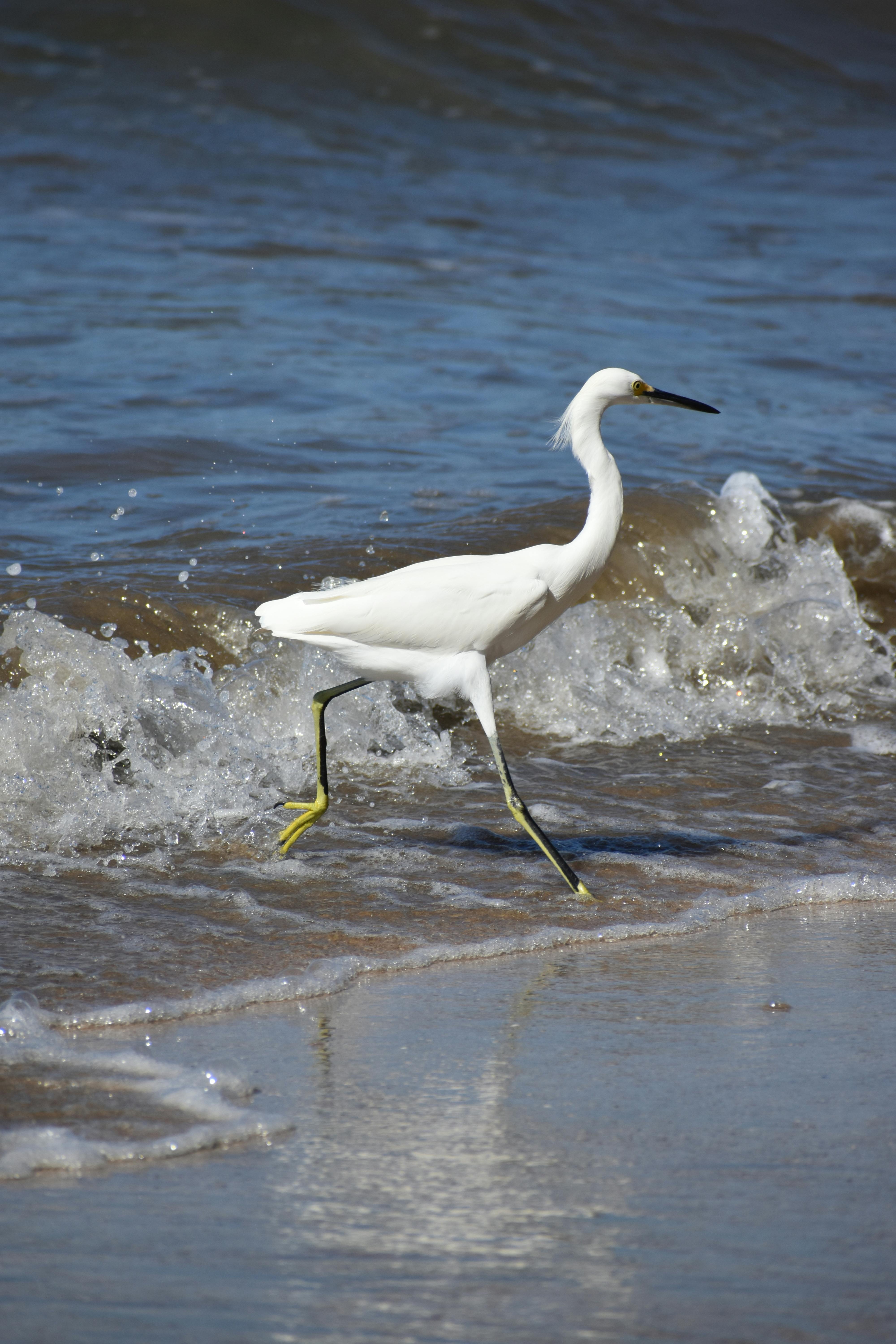 White Bird at the Beach · Free Stock Photo