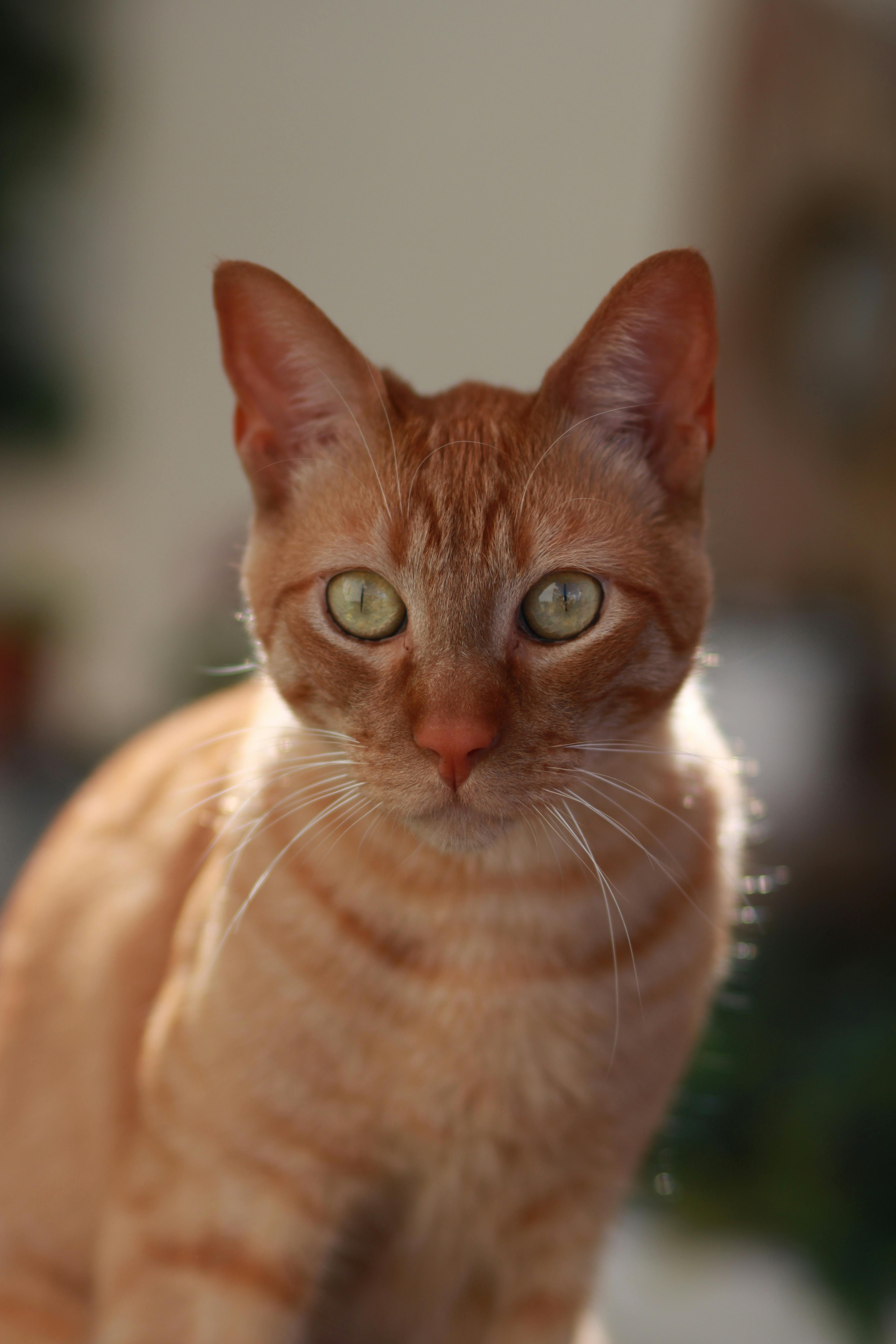 Portrait of a Ginger Cat · Free Stock Photo