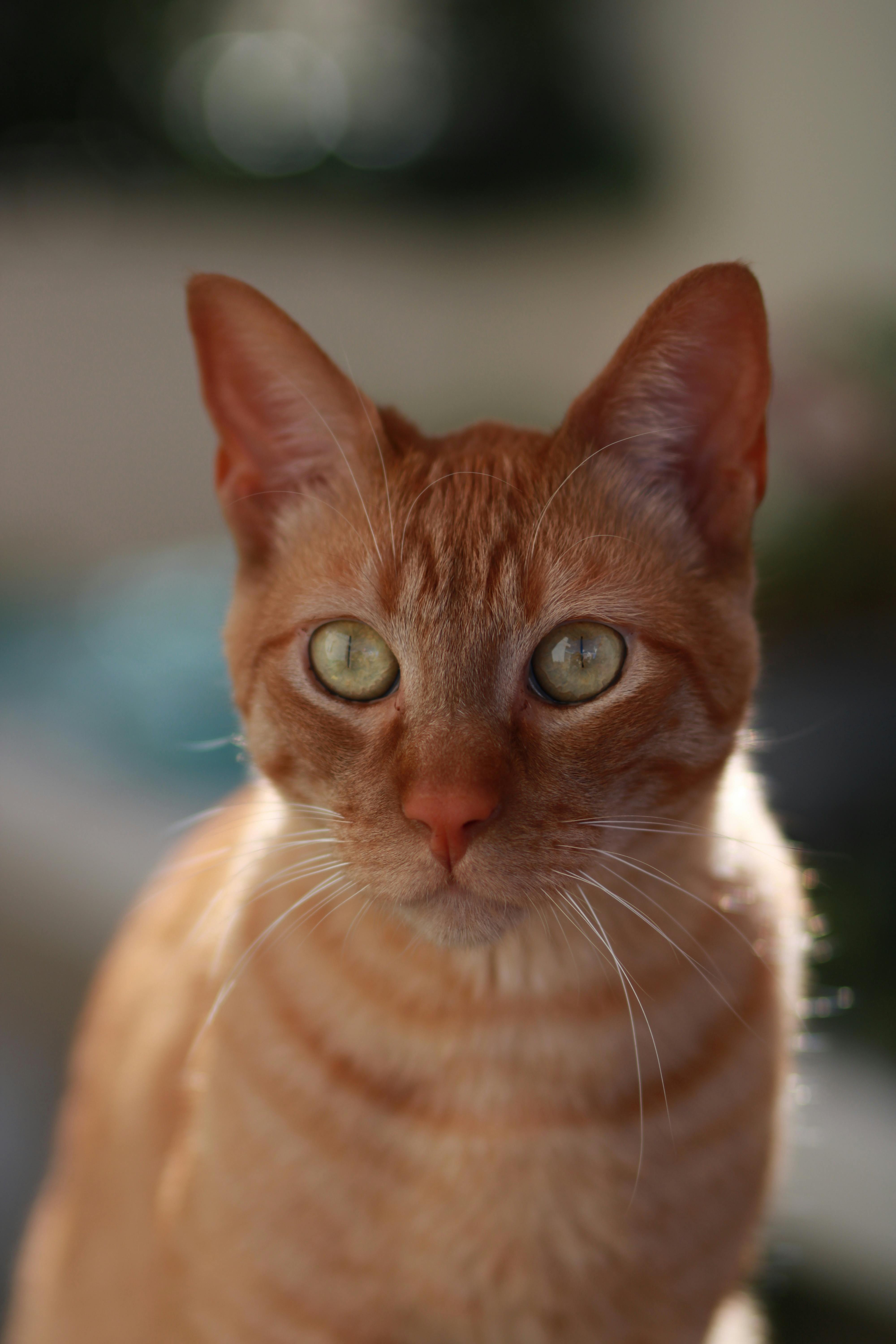 Close Up Photo of Orange Cat Jumping in White Background · Free Stock Photo