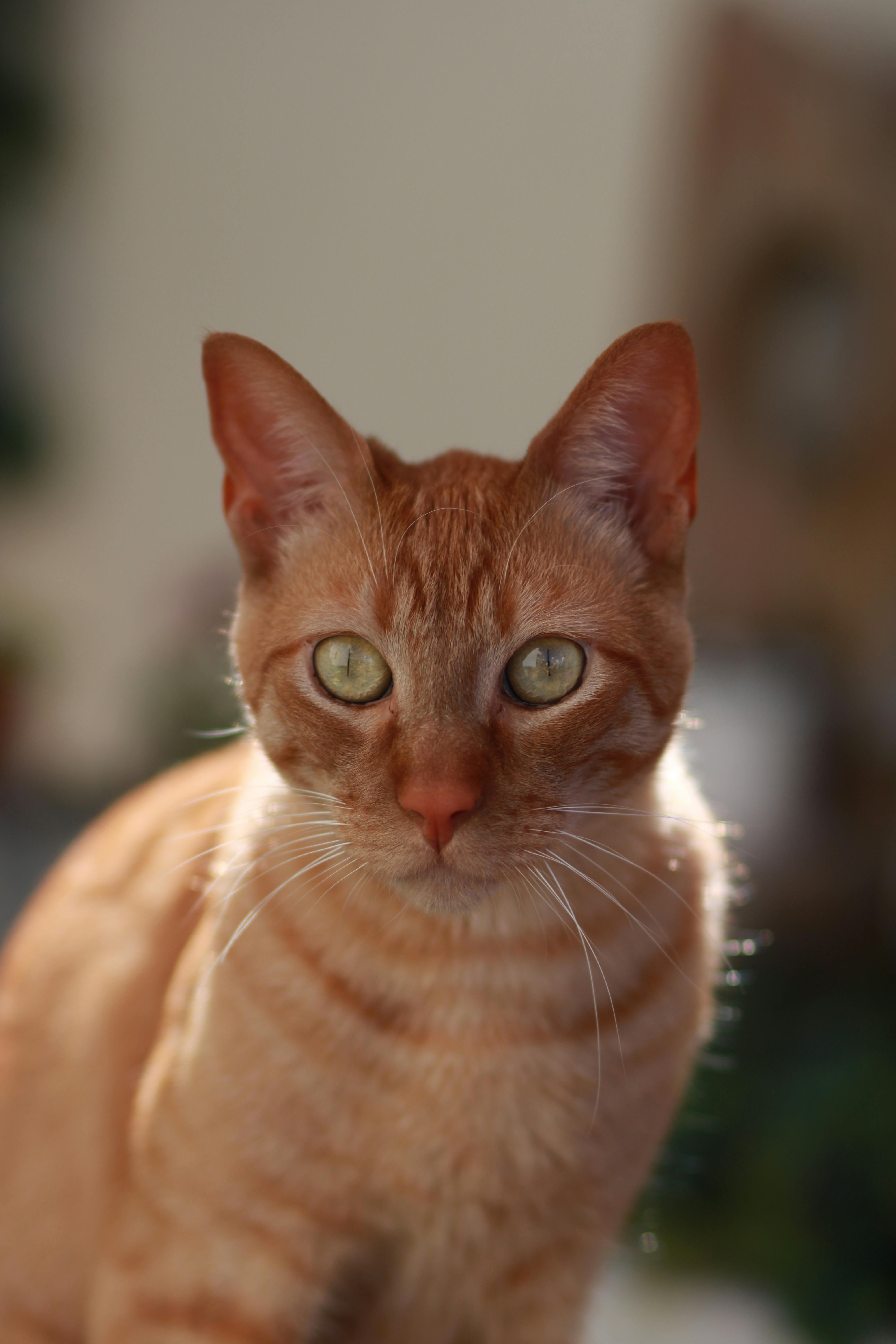 Portrait of Ginger Cat · Free Stock Photo