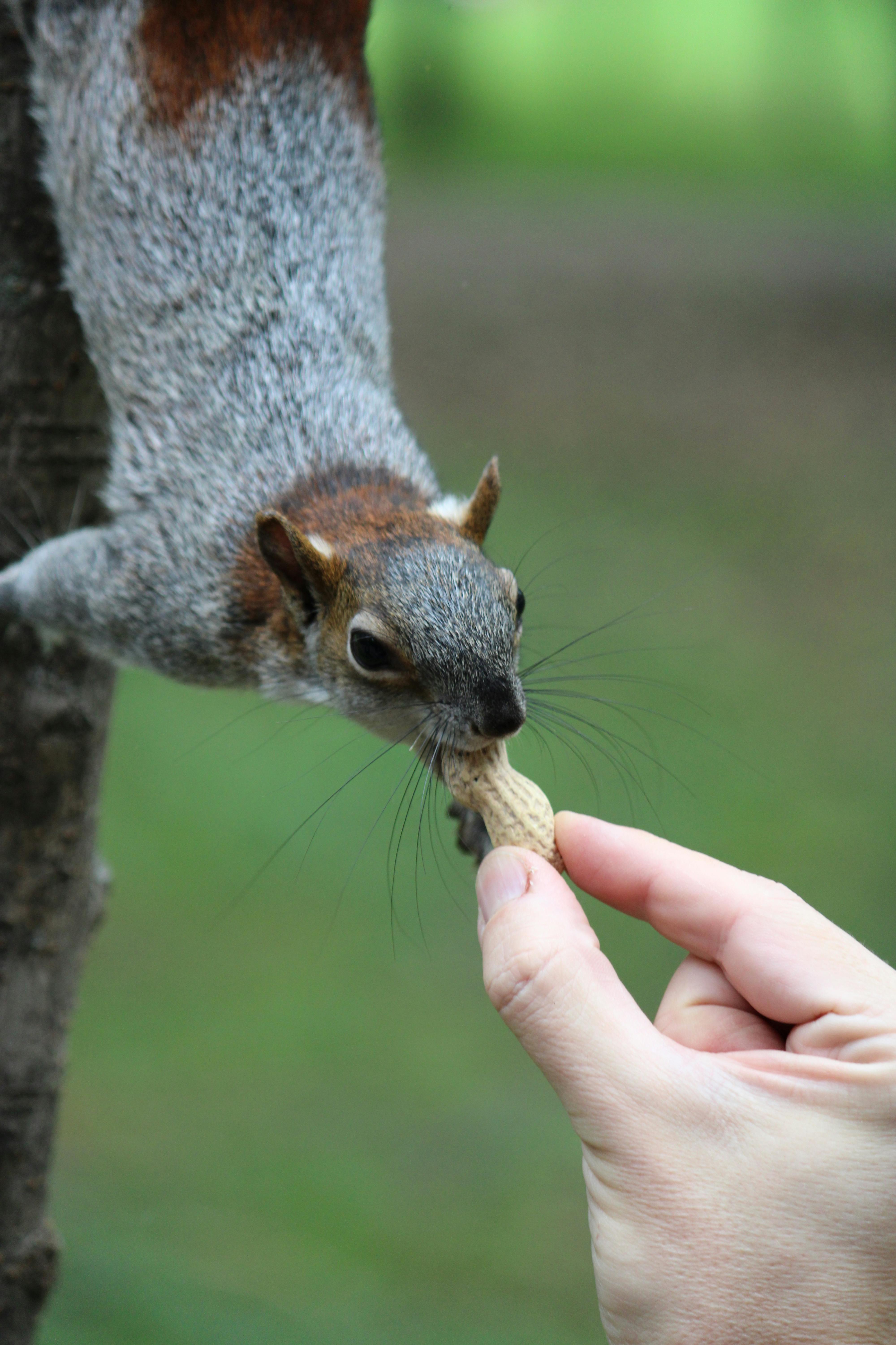 Squirrel Biting Person's Hand · Free Stock Photo