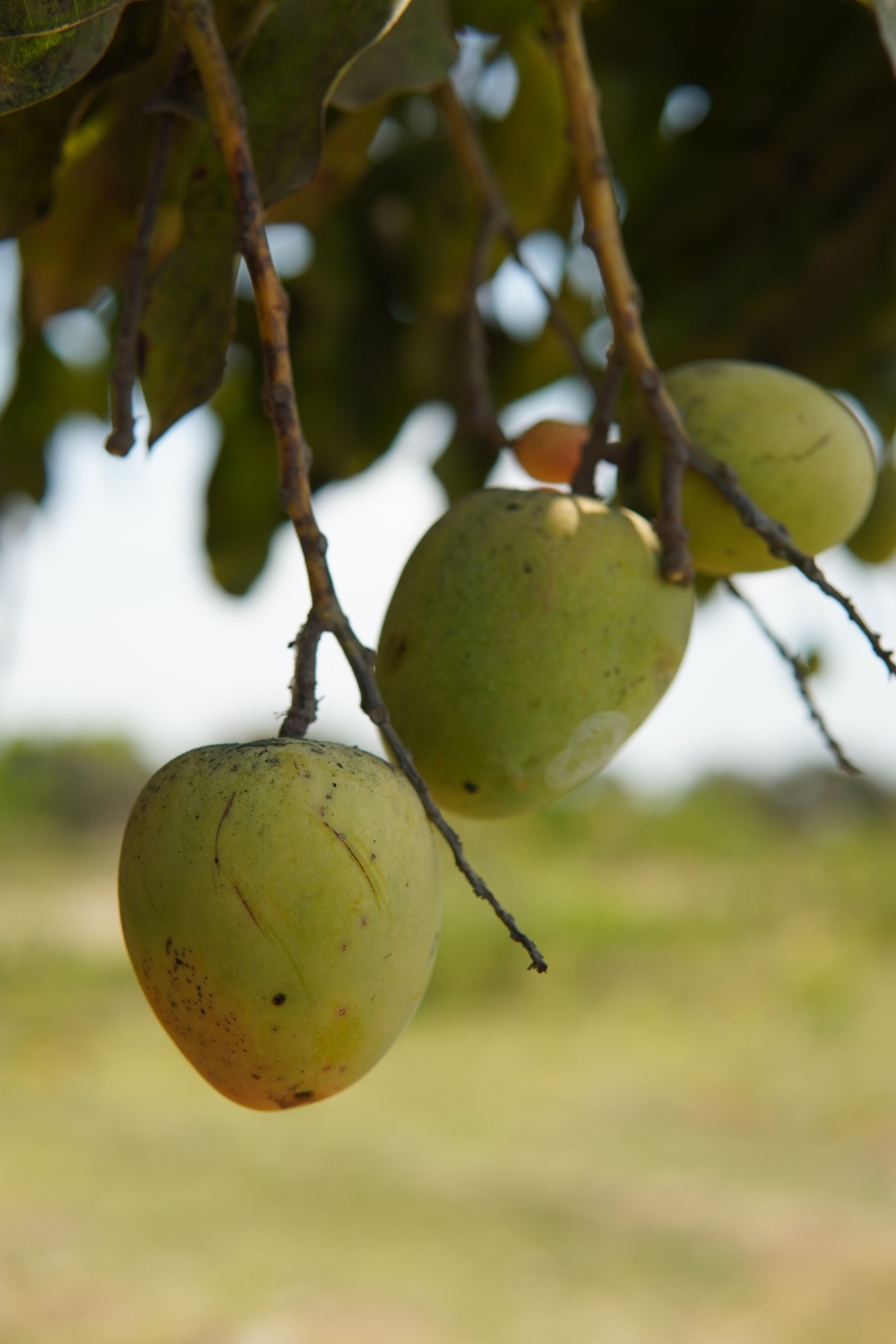 Fruta Bomba Photos, Download The BEST Free Fruta Bomba Stock Photos ...