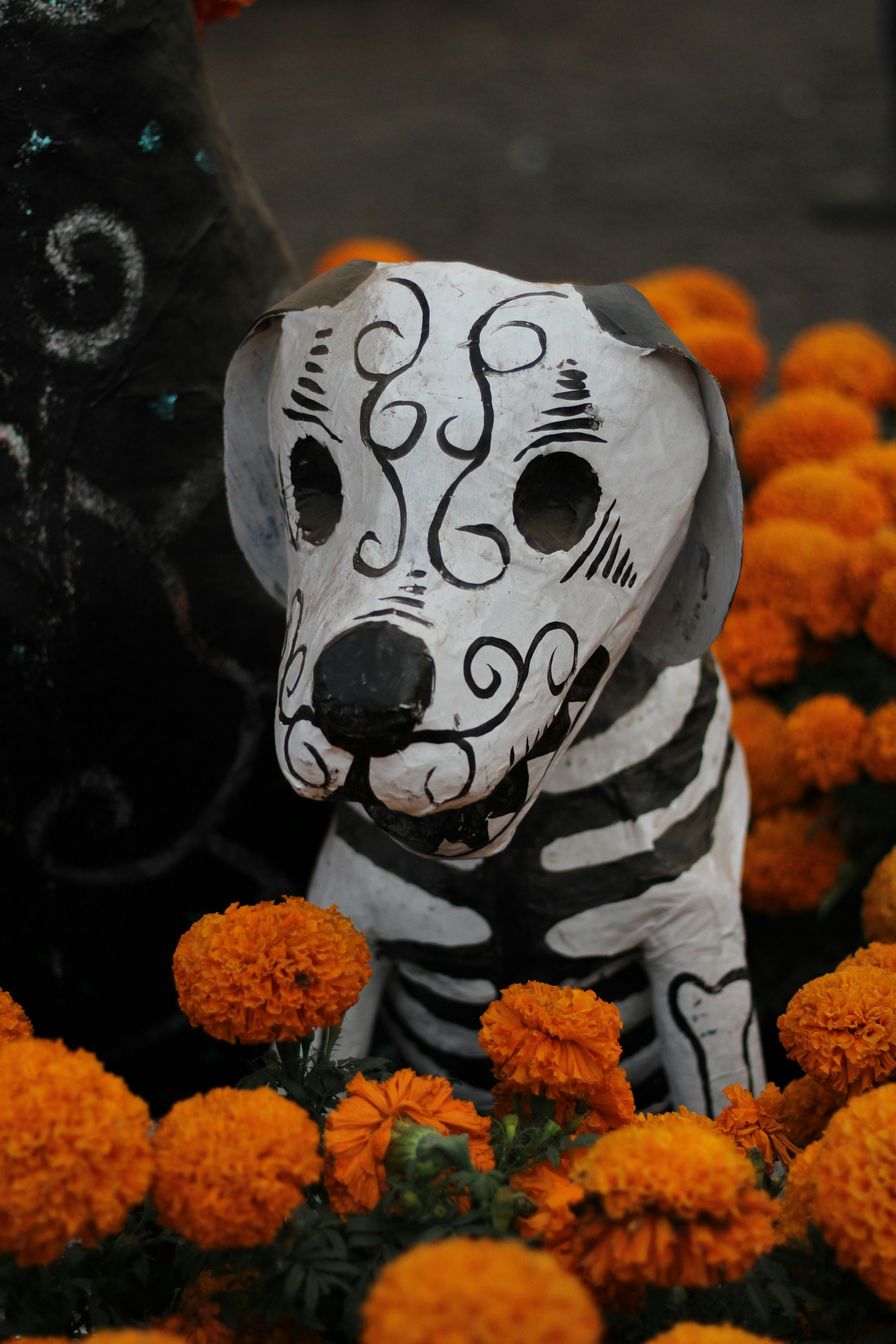 Foto de stock gratuita sobre animal, arte, artístico, caléndulas ...