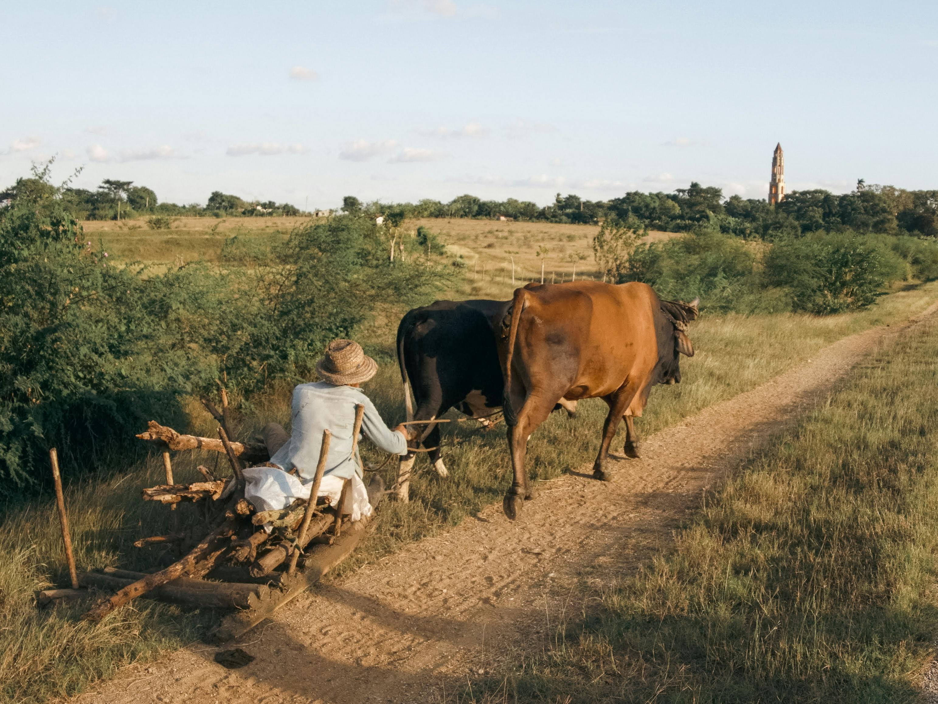 Cows Pulling a Farmer on a Wooden Sled · Free Stock Photo