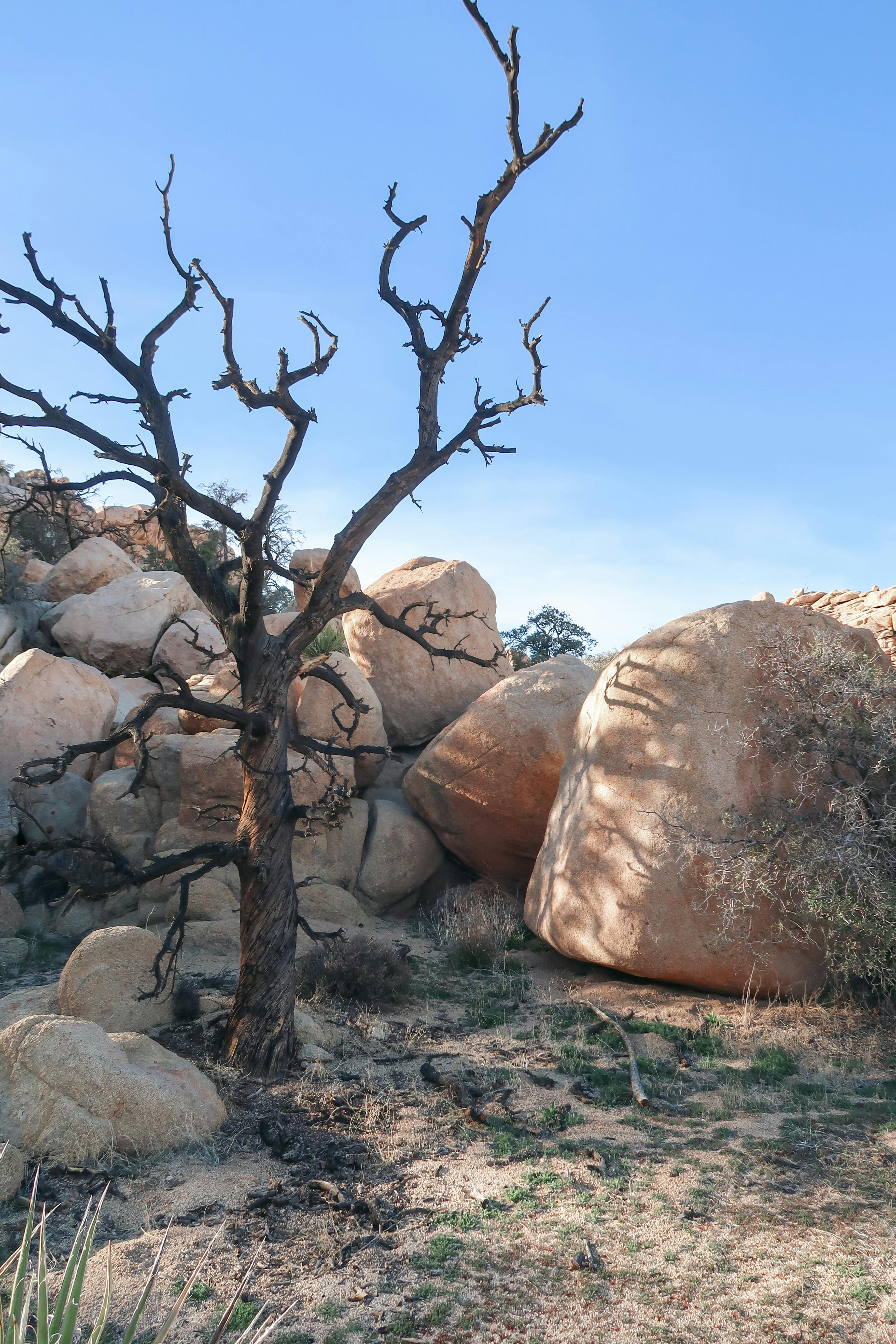 A Dry Tree on a Desert · Free Stock Photo