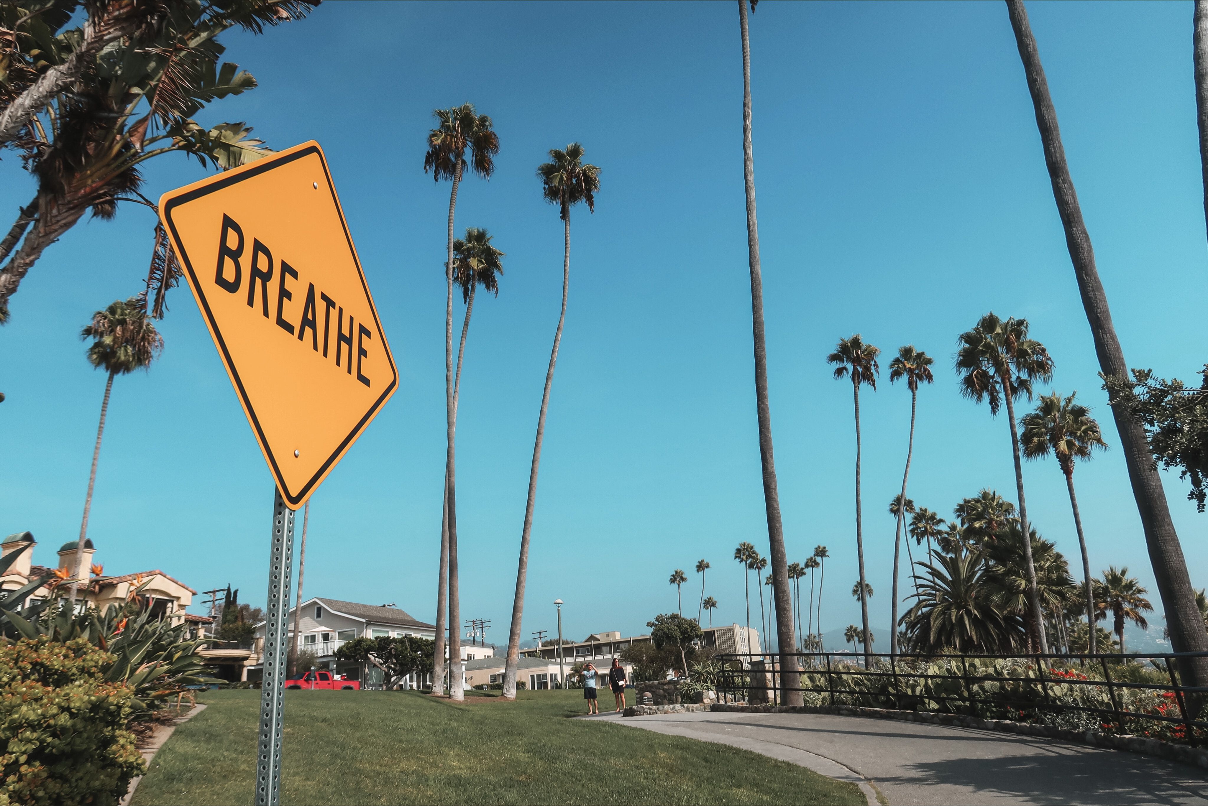 Street Sign Among Palms · Free Stock Photo