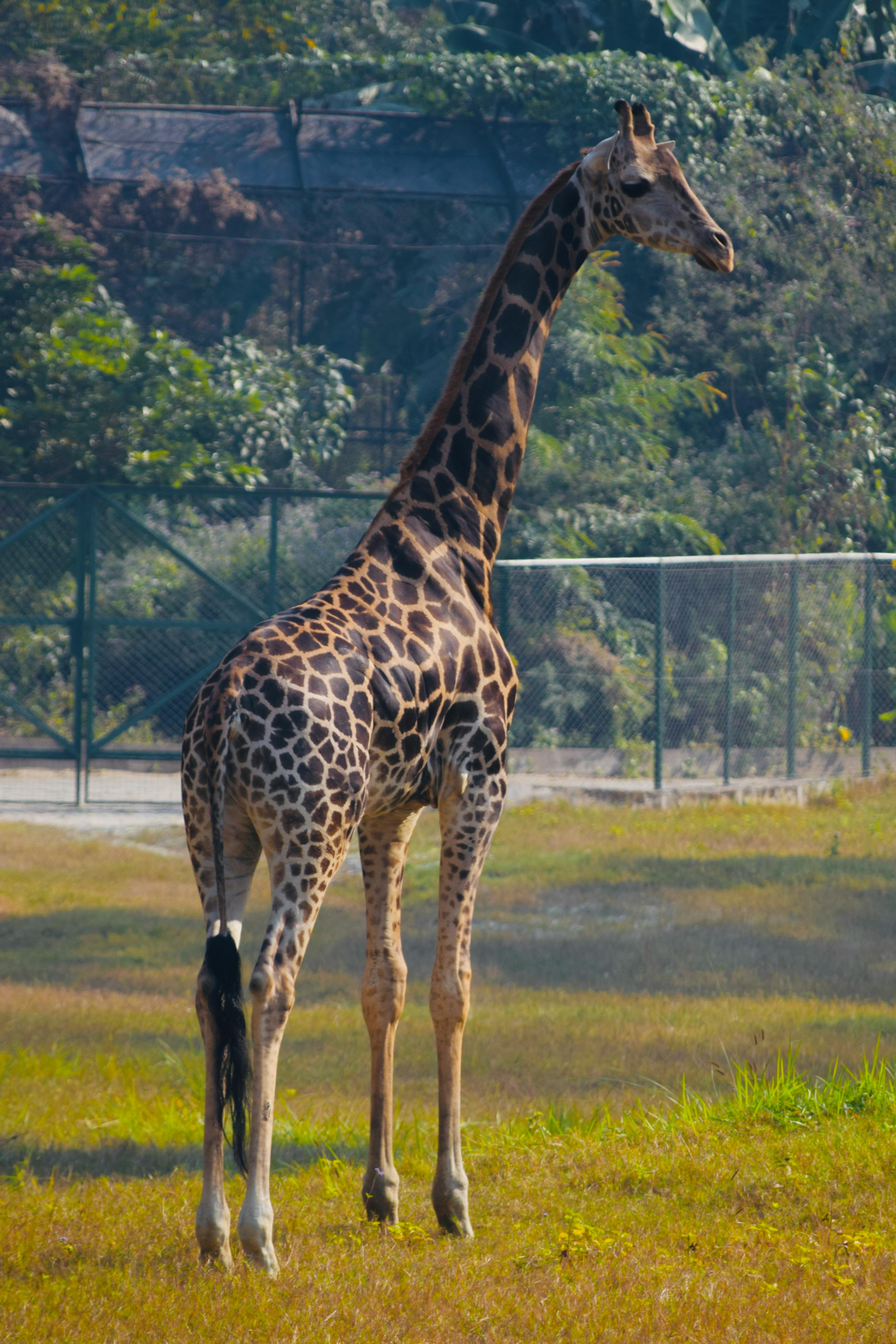Giraffe Standing on Grassland · Free Stock Photo