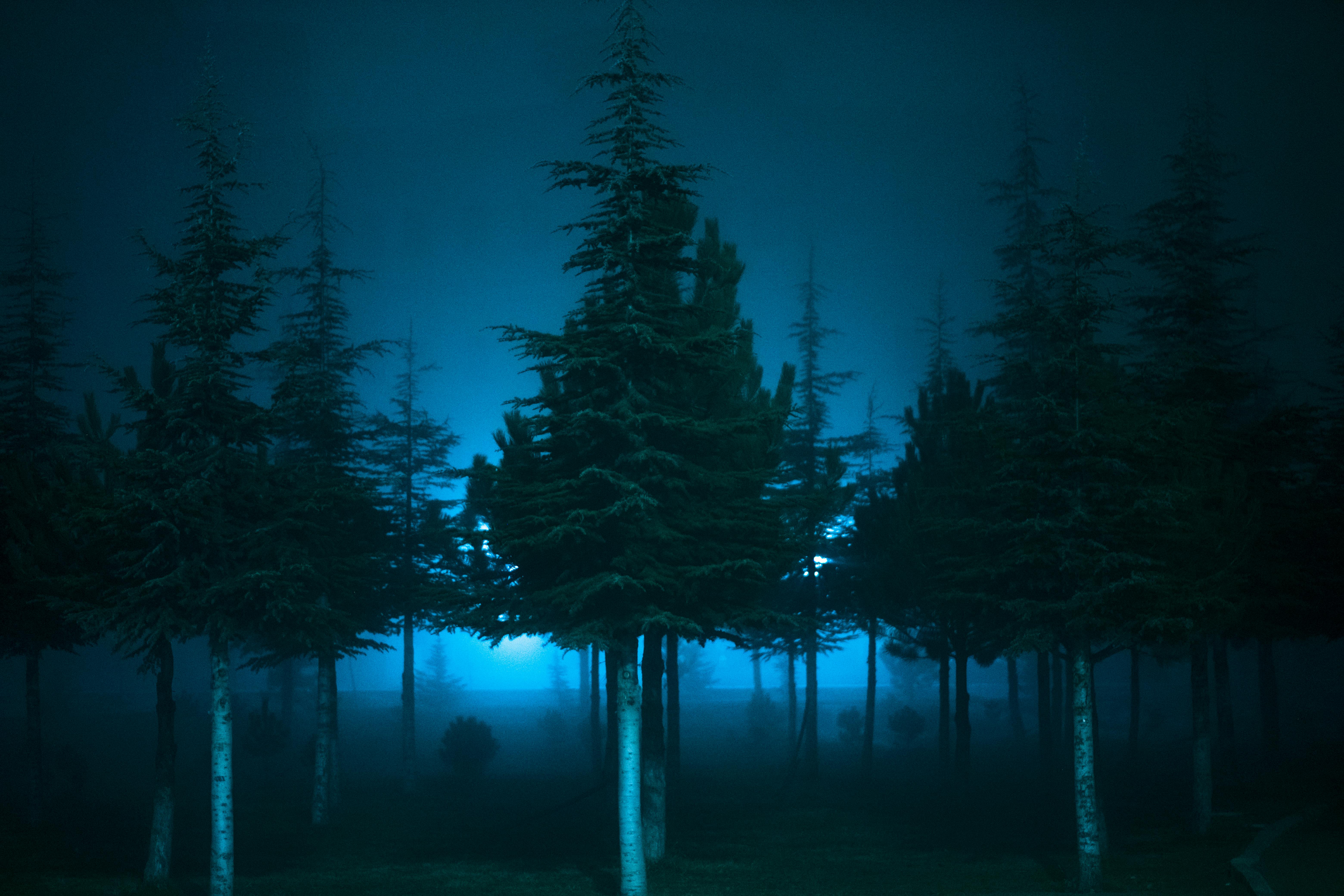 Trees at Night Time · Free Stock Photo