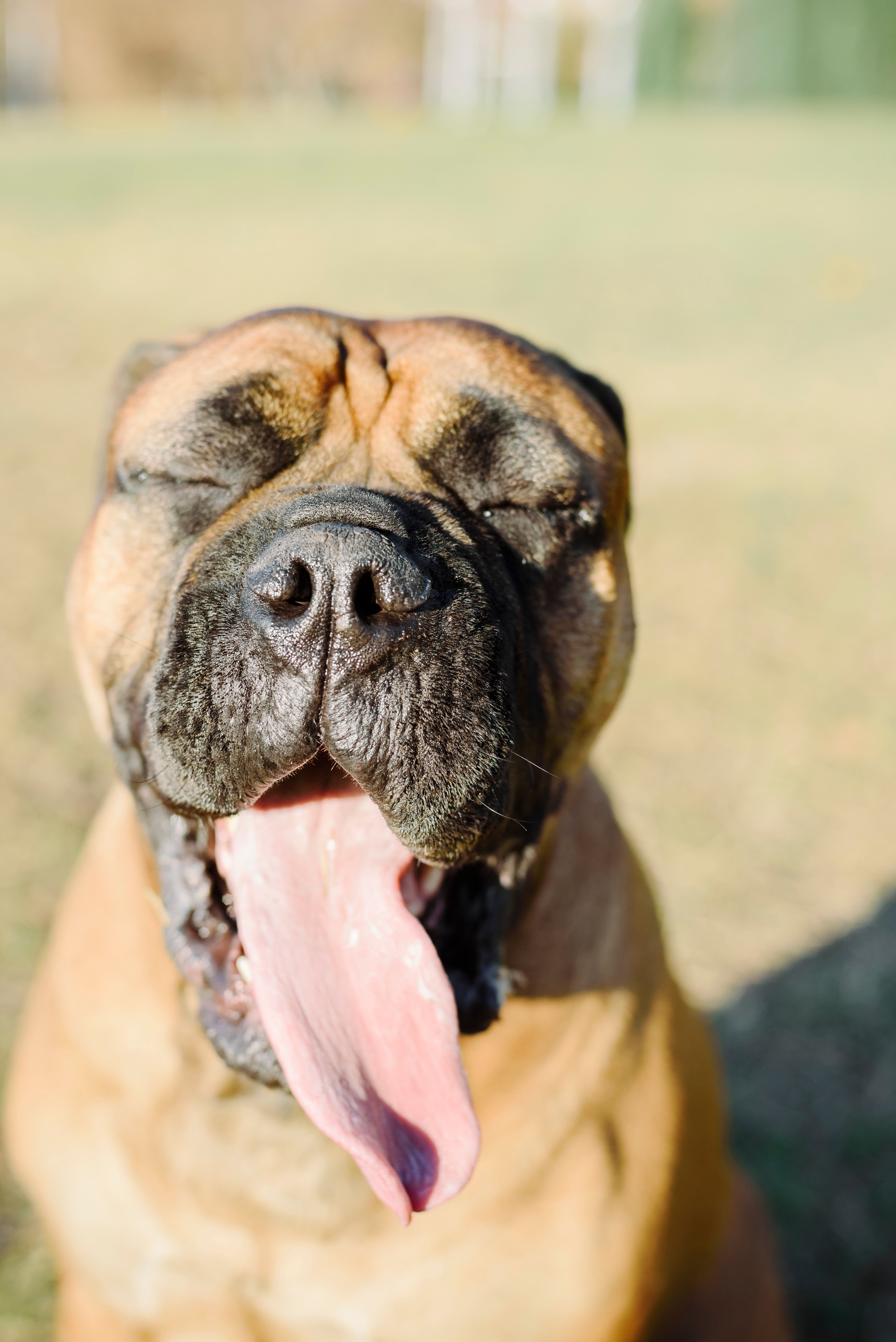 28+ Fotos y Imágenes de Bandog+bullmastiff Gratis · Banco de Fotos Gratis