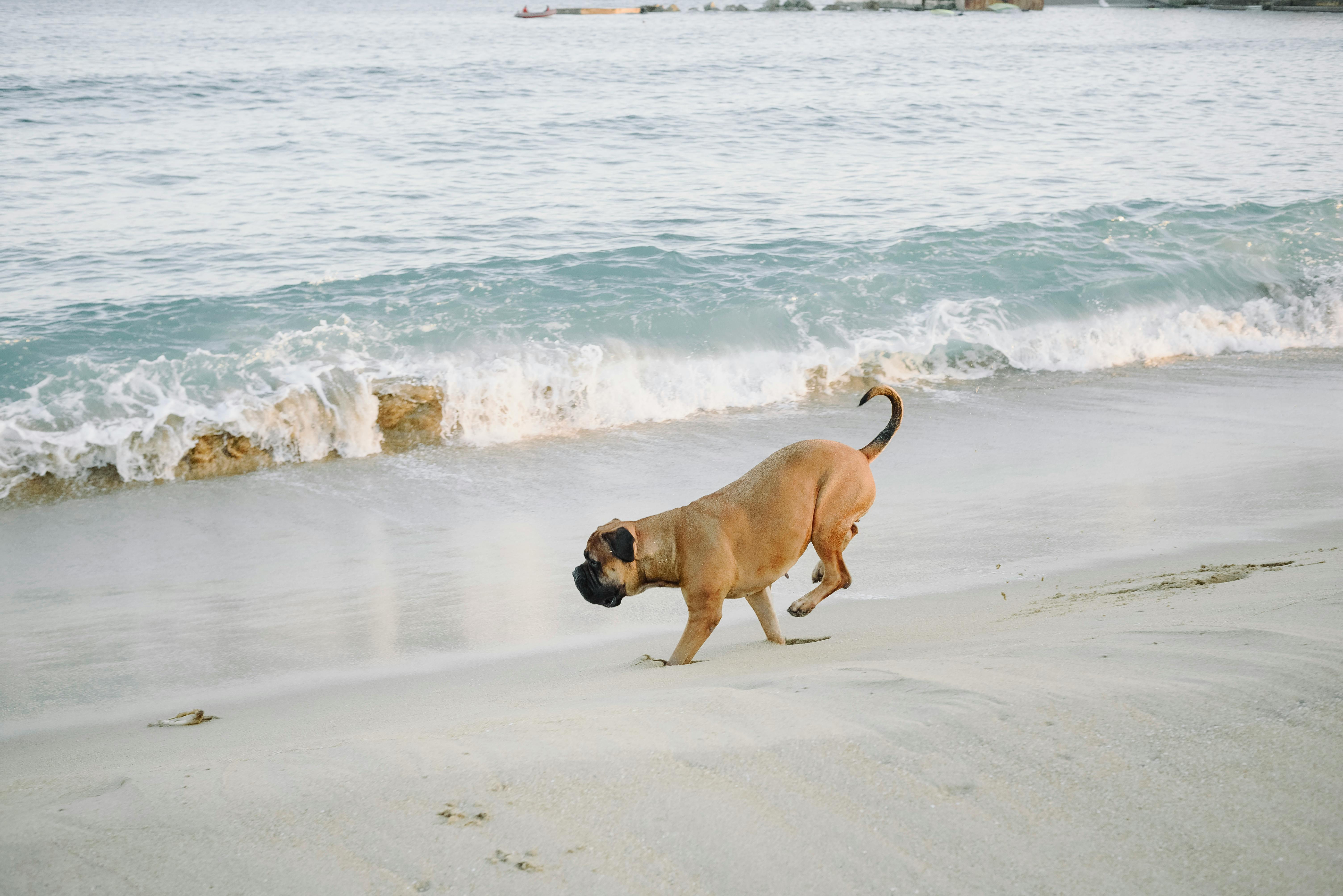 A Dog Running on the Shore · Free Stock Photo
