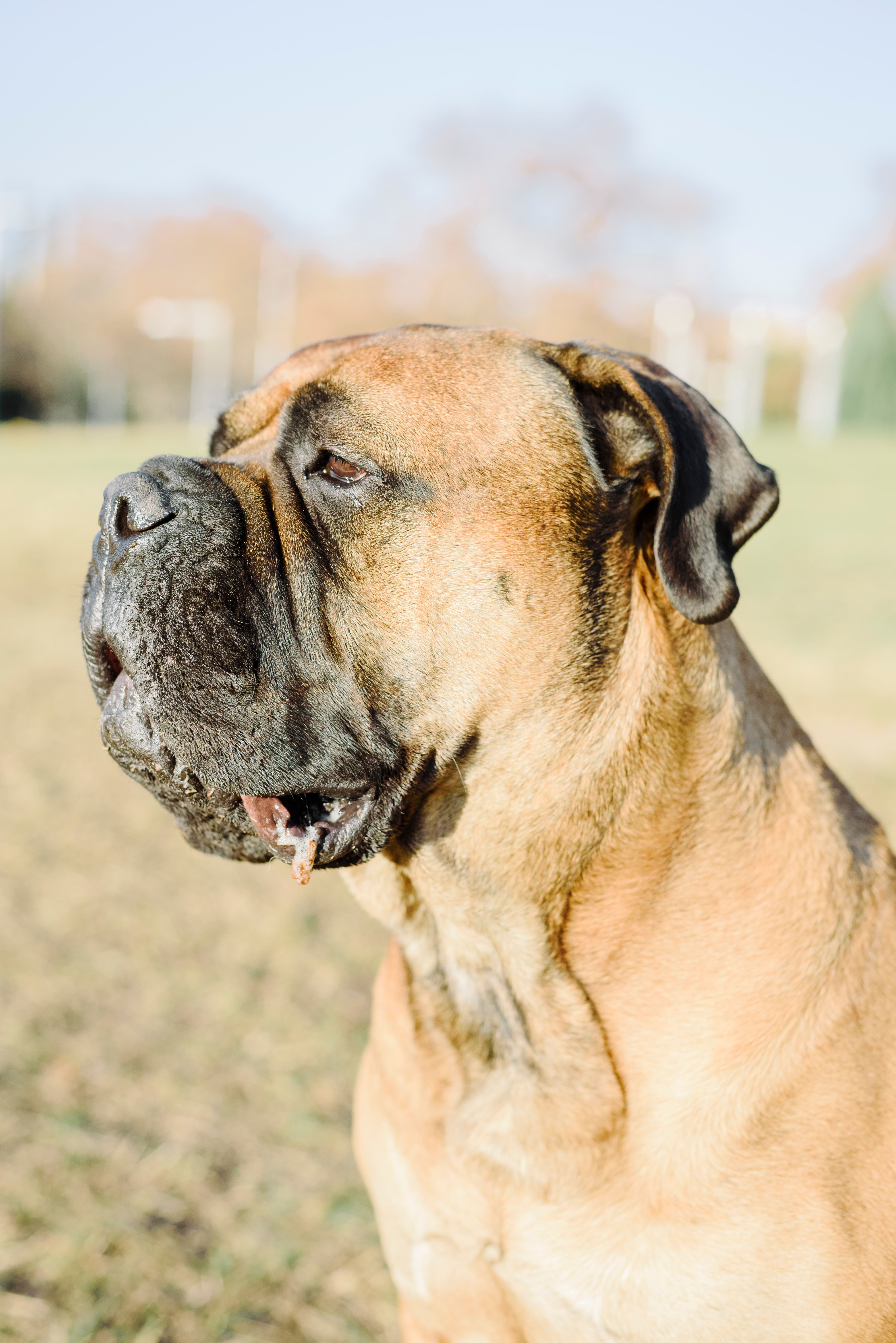 Bullmastiff Photos, Download The BEST Free Bullmastiff Stock Photos ...