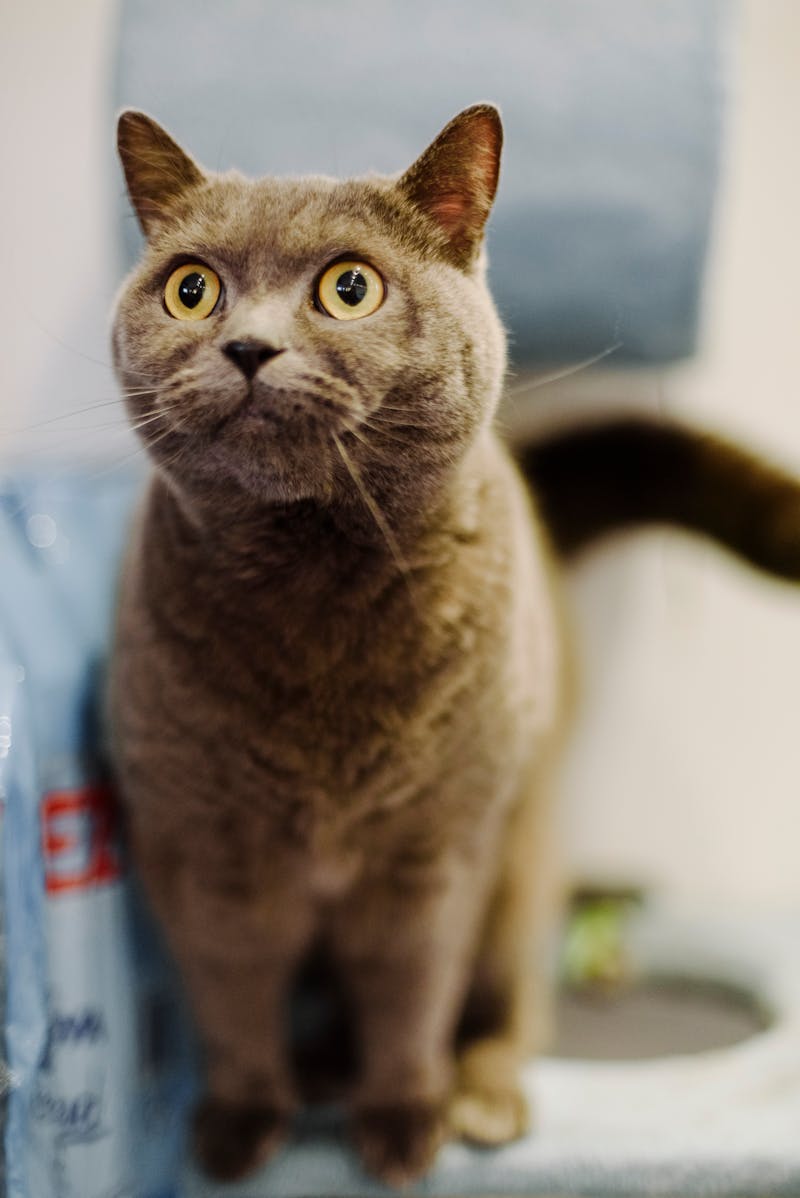 Surprised Cat Photos, Download The BEST Free Surprised Cat Stock Photos ...