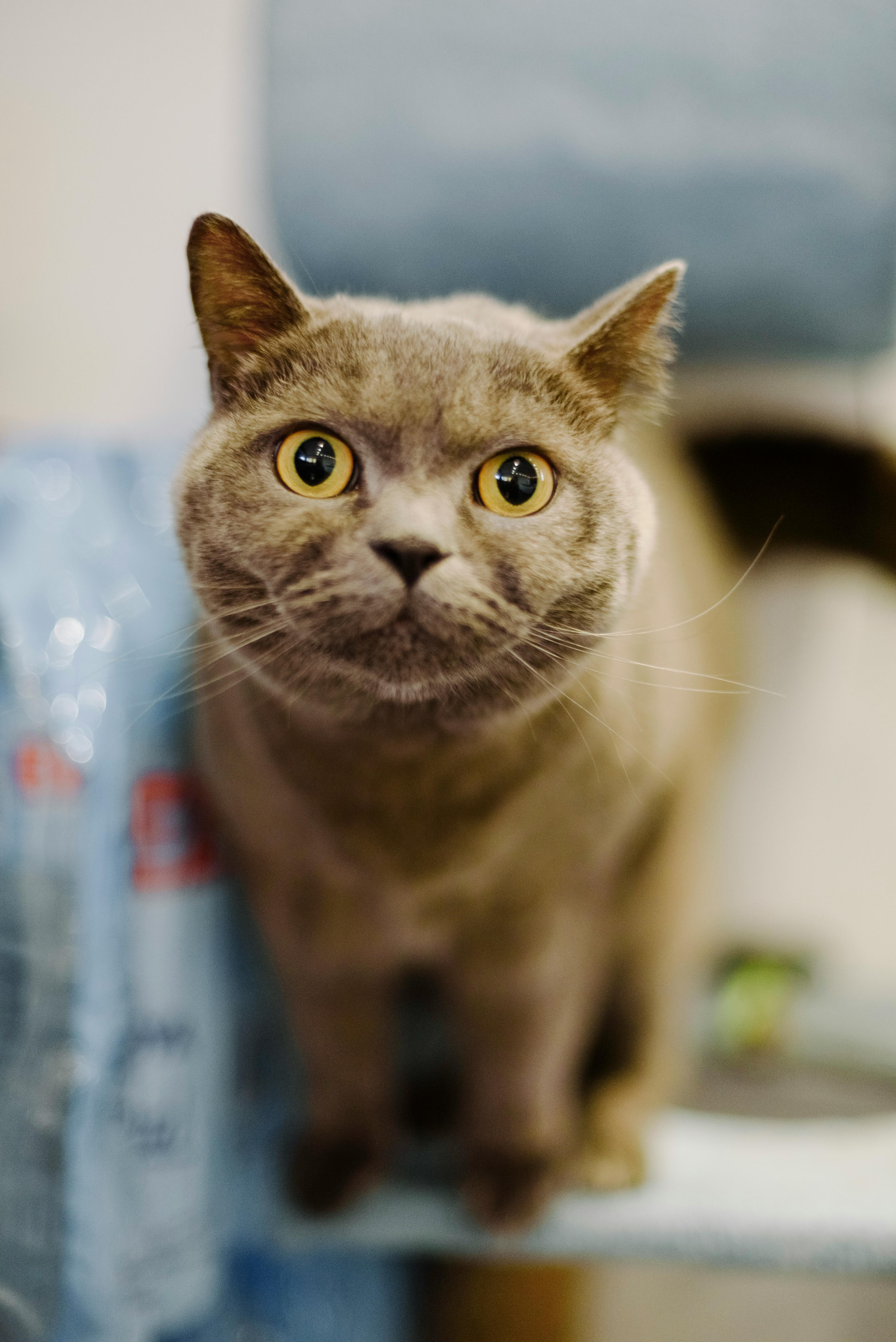 Maine Coon Cat · Free Stock Photo