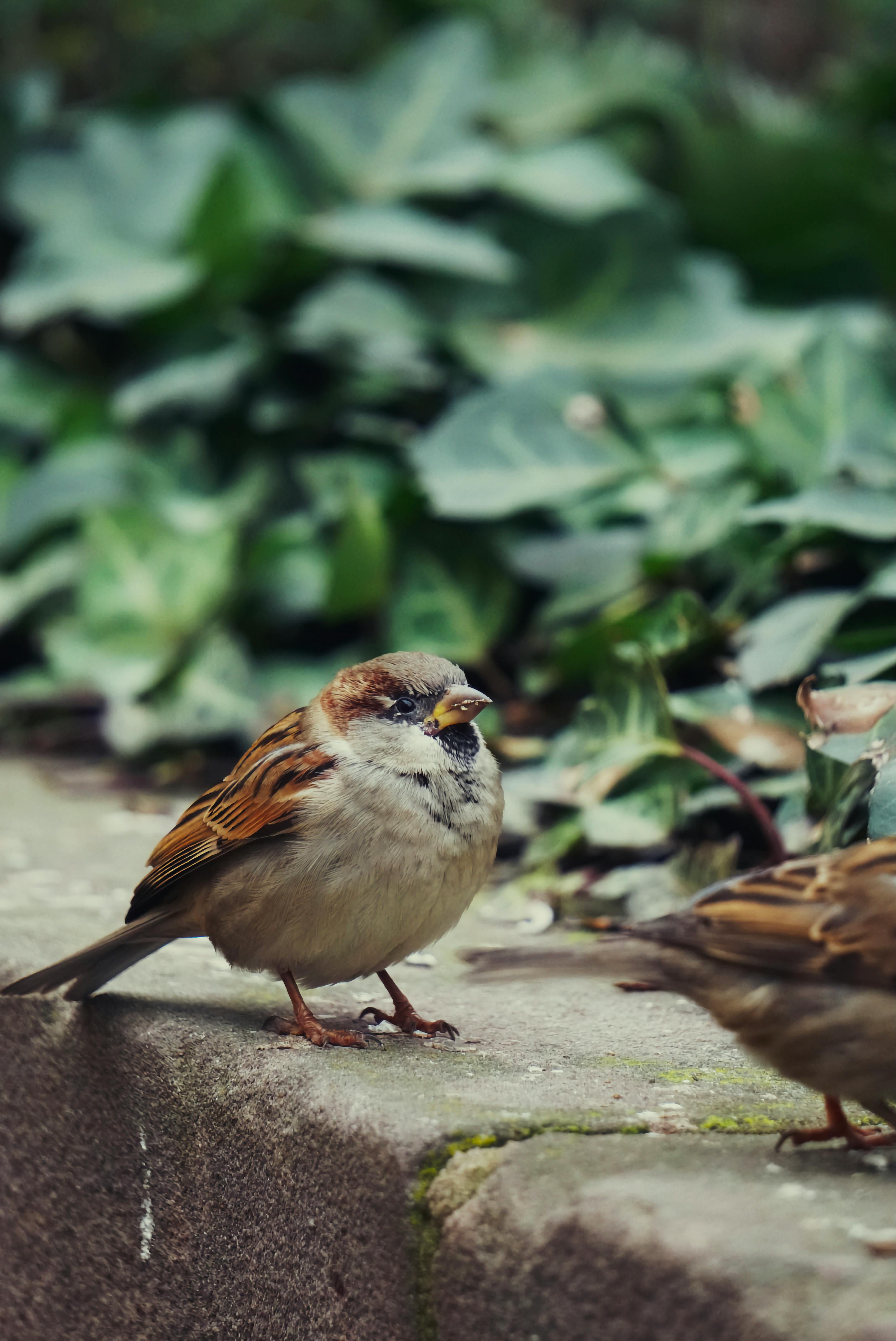 Close-up of Sparrows on a Concrete Wall · Free Stock Photo