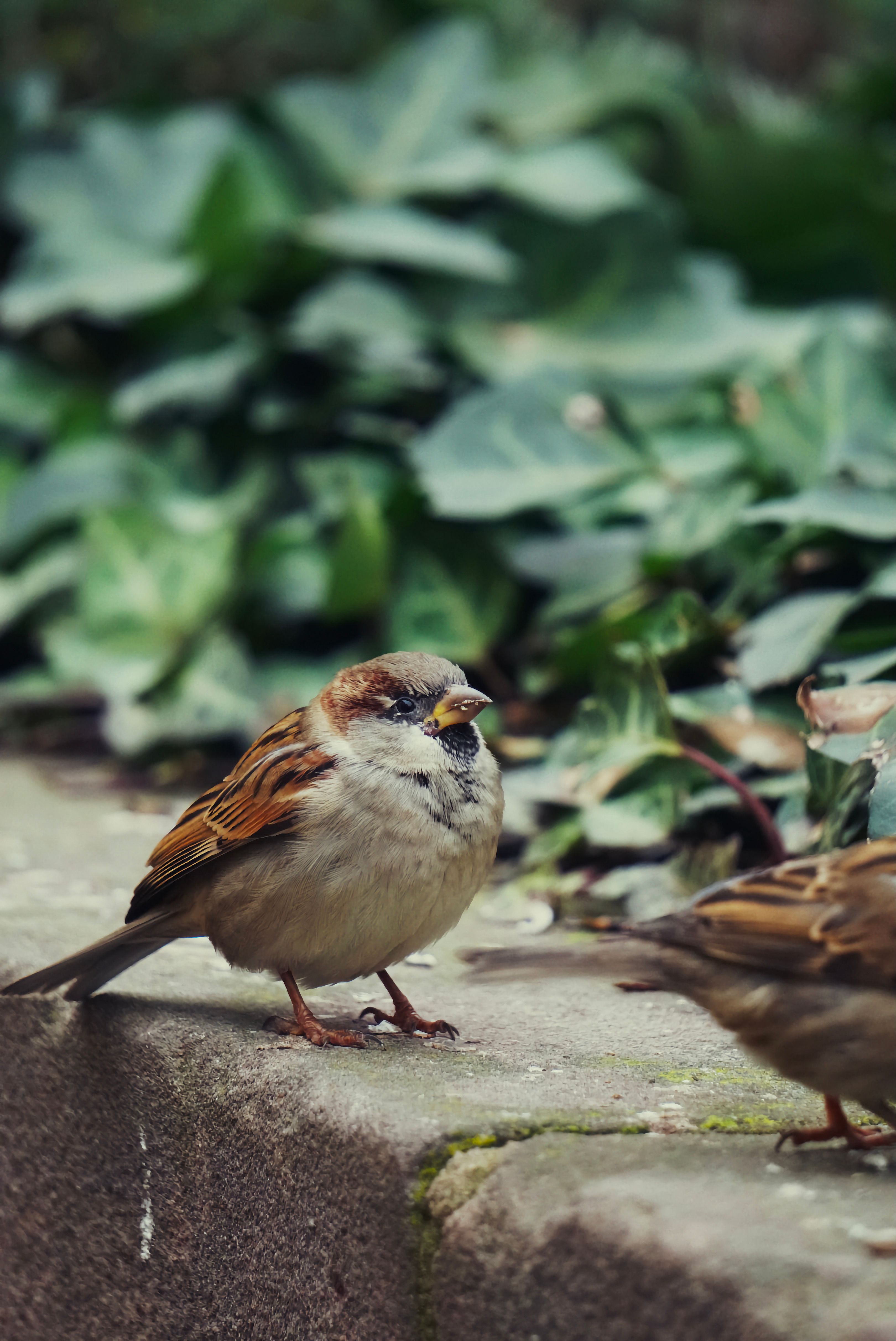 Sparrows Photos, Download The BEST Free Sparrows Stock Photos & HD Images